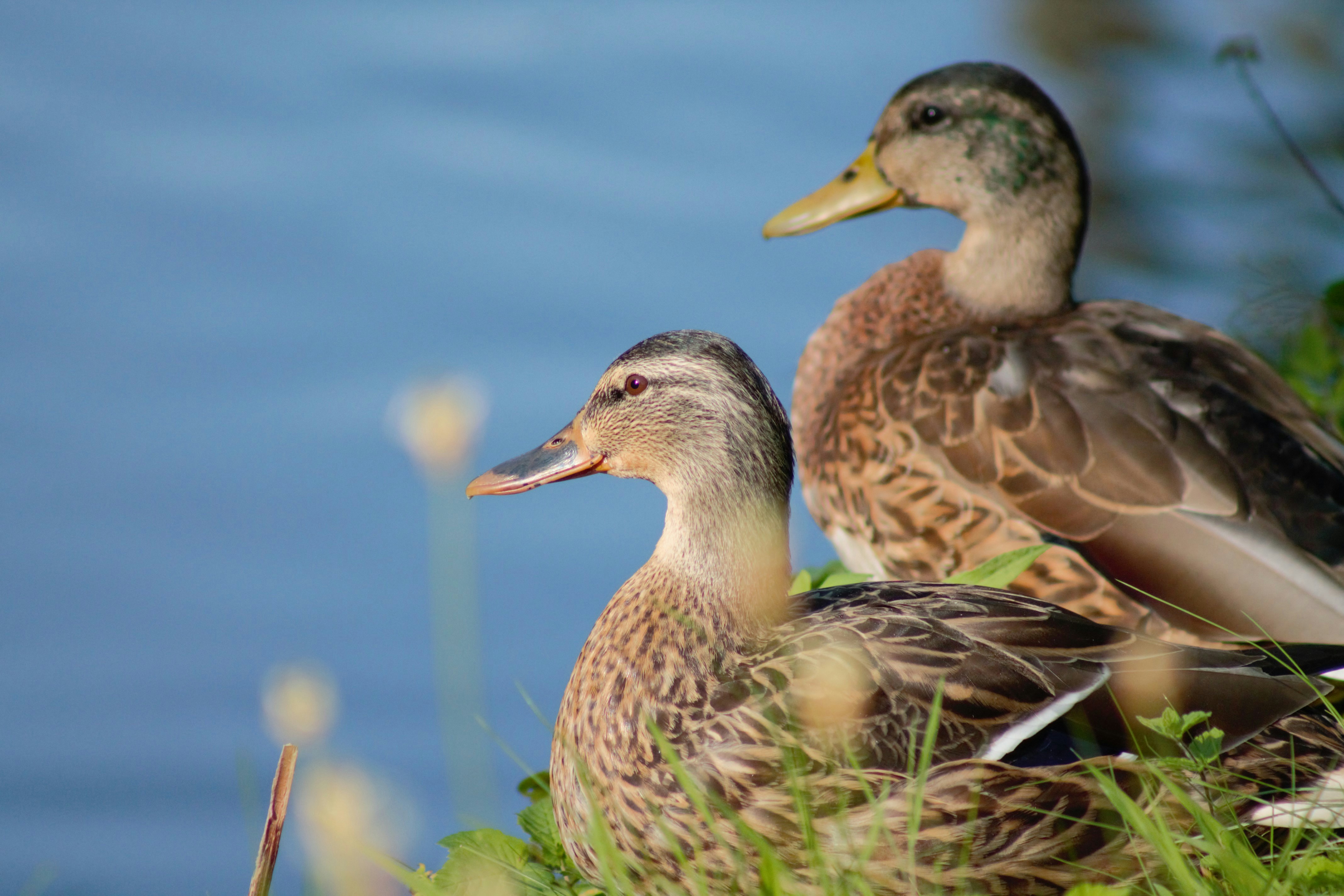 Duo of Mallards by the Waterline