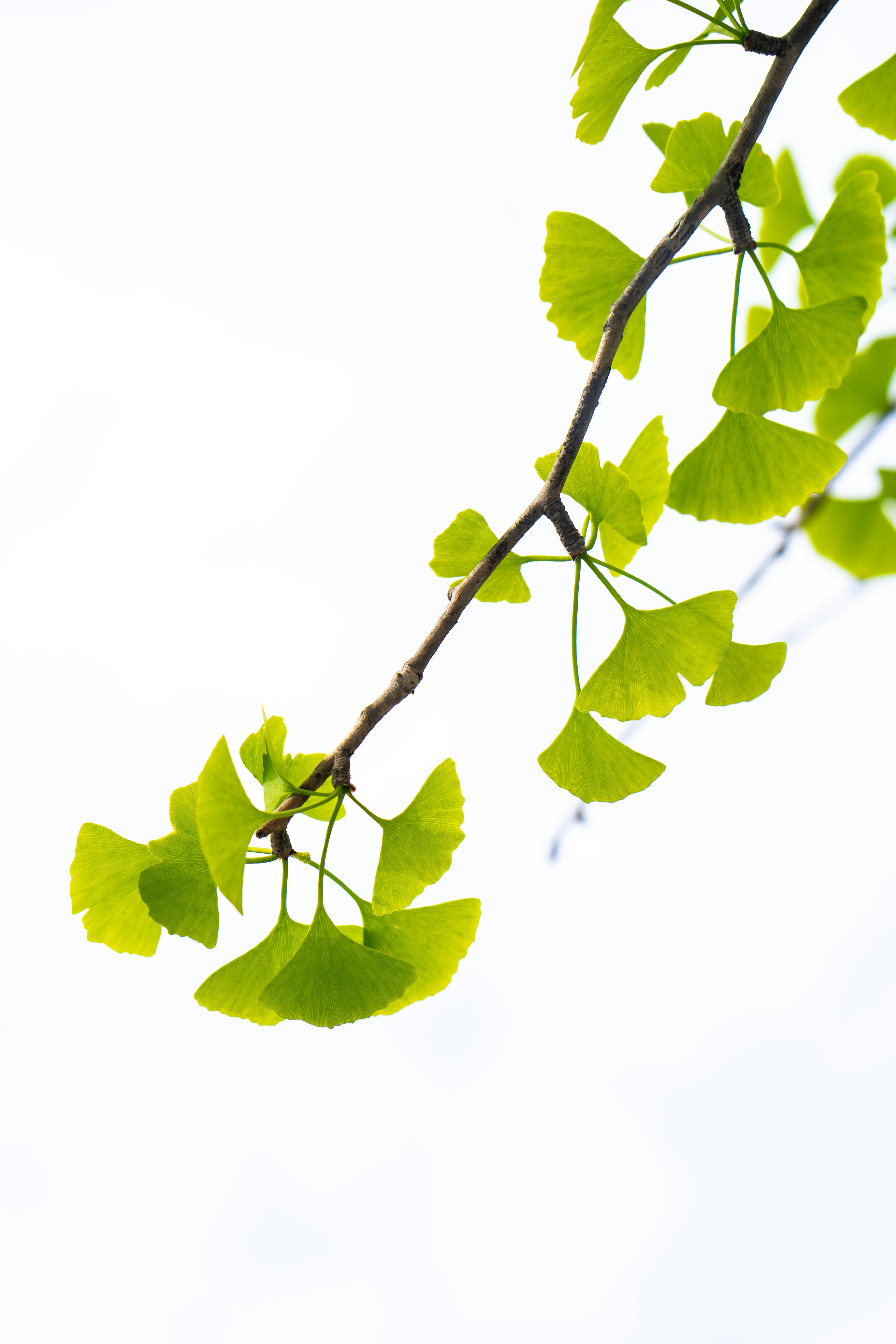 Green Vessel: A Tendril's Diagonal Dance