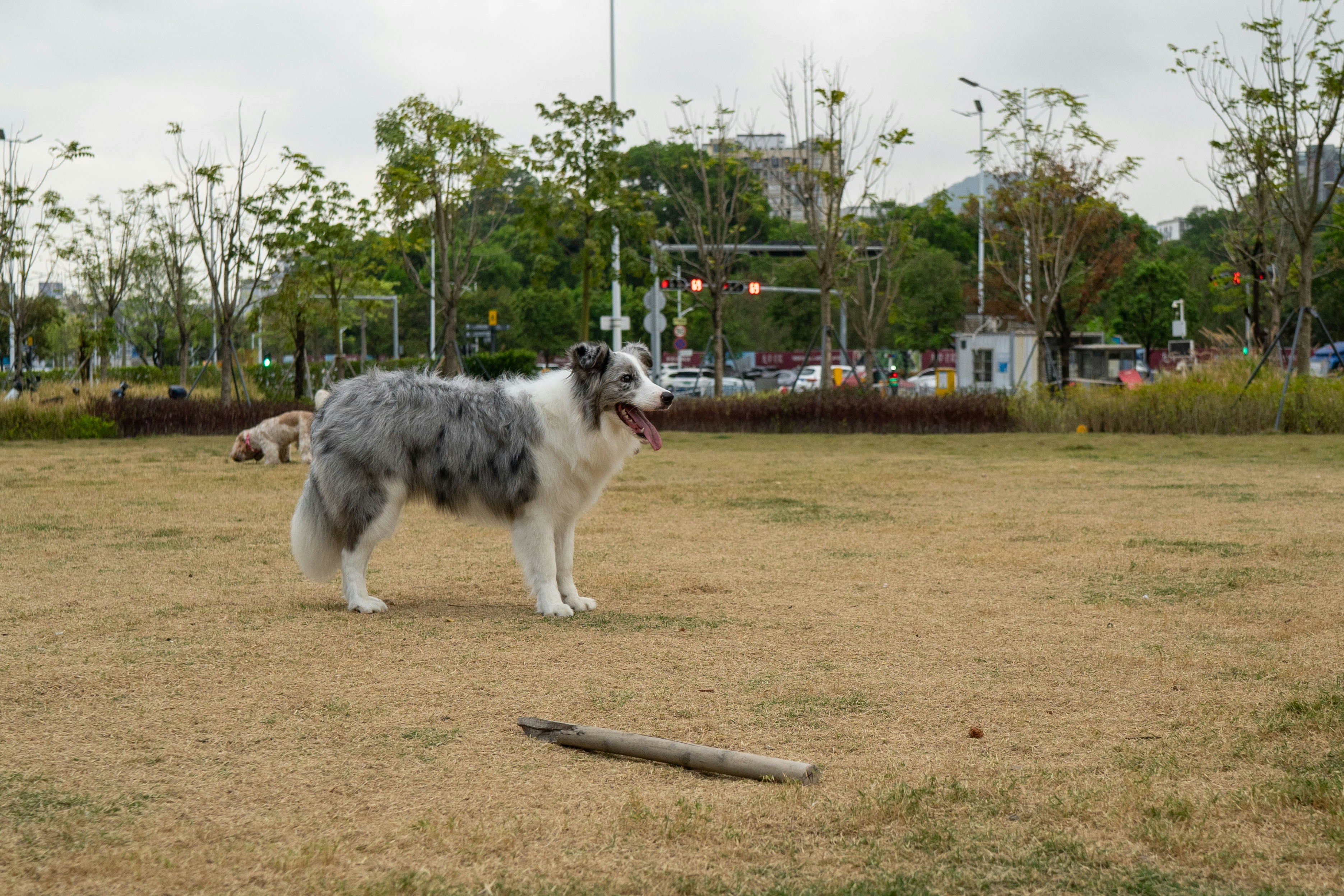Lone Park Traveler: A Loyal Watcher by the Dry Field