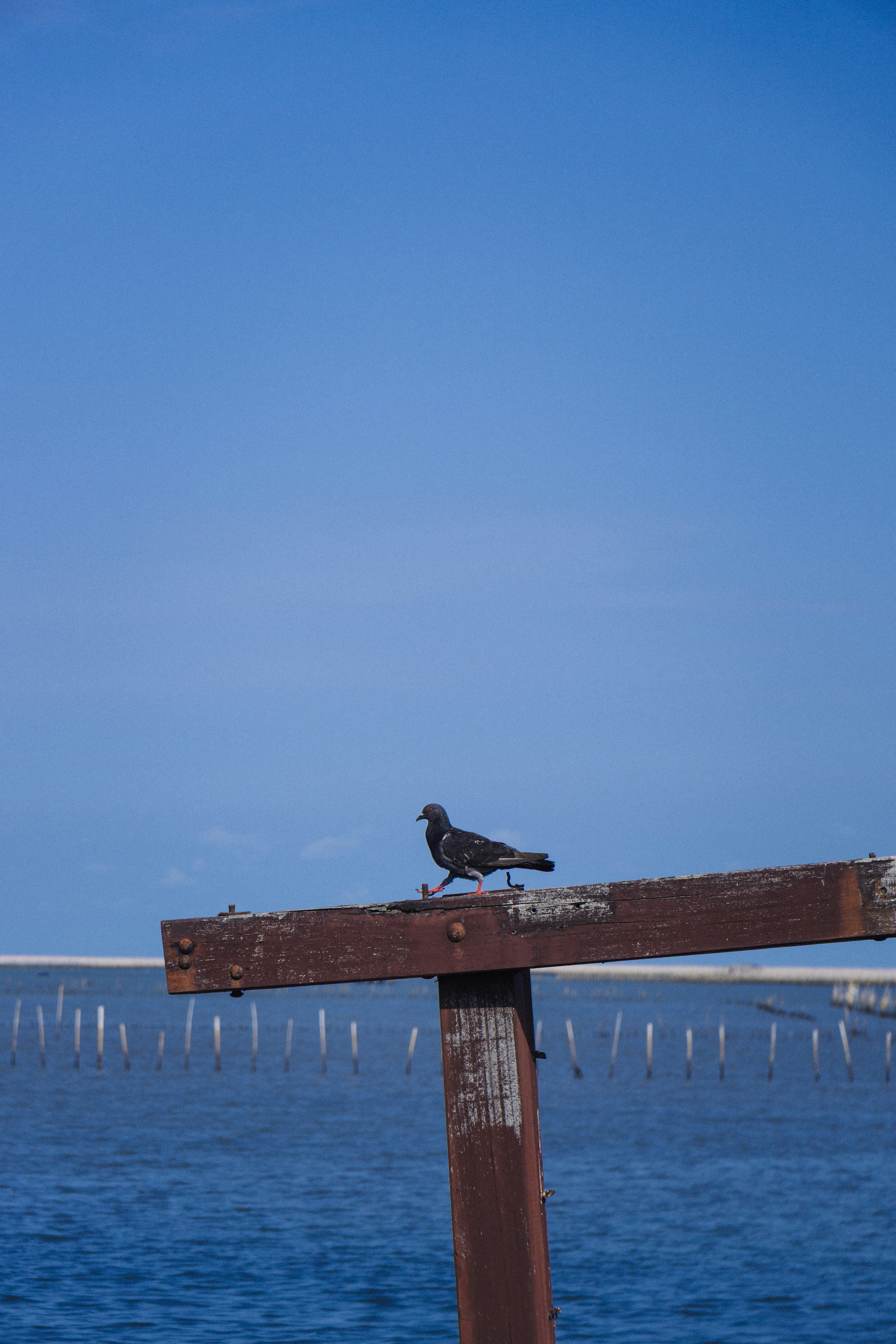 Pigeon Sentinel: A lone bird on weathered pier against vast blue