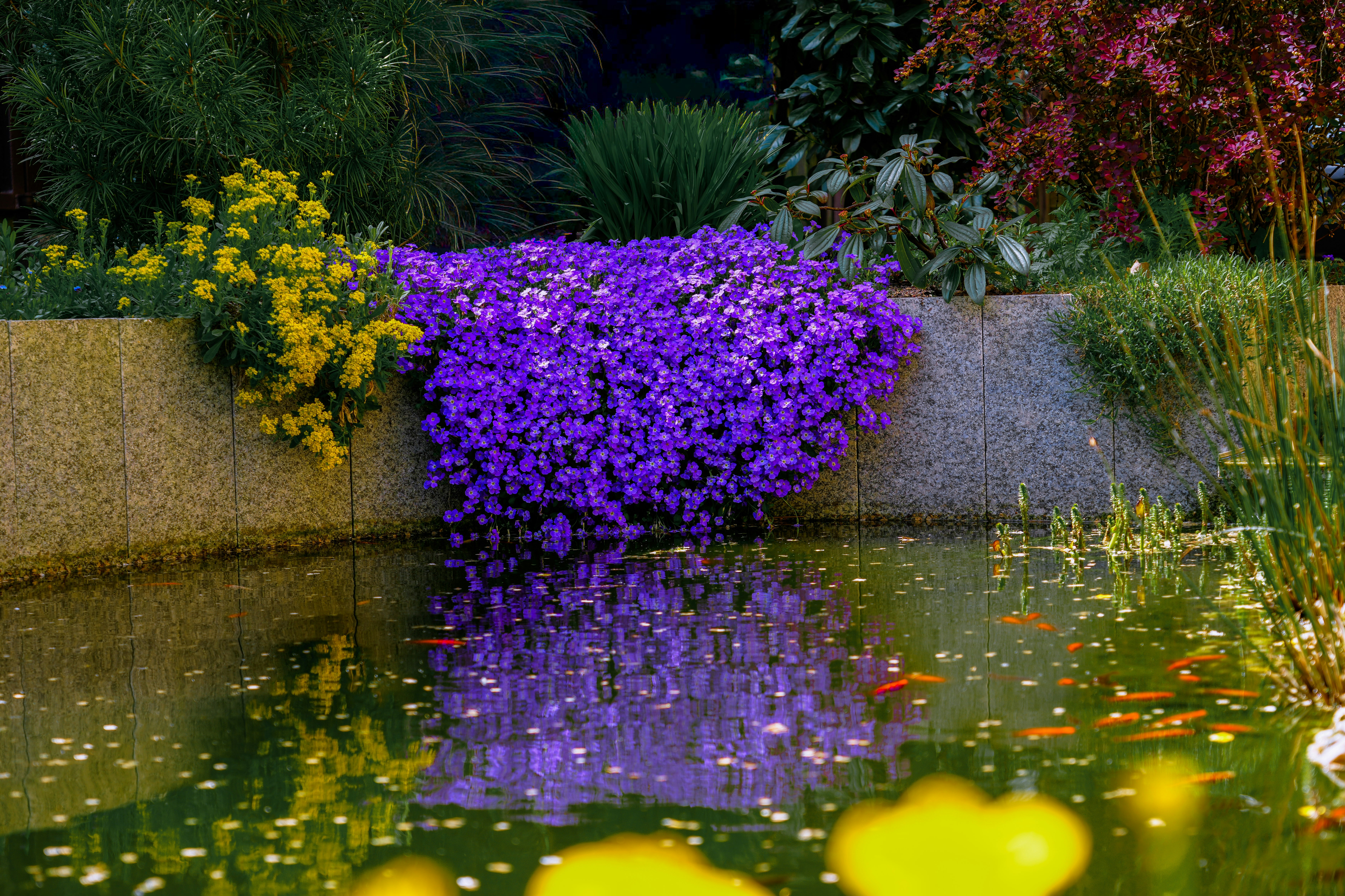 Purple cascade by the pond: a floral fountain of color