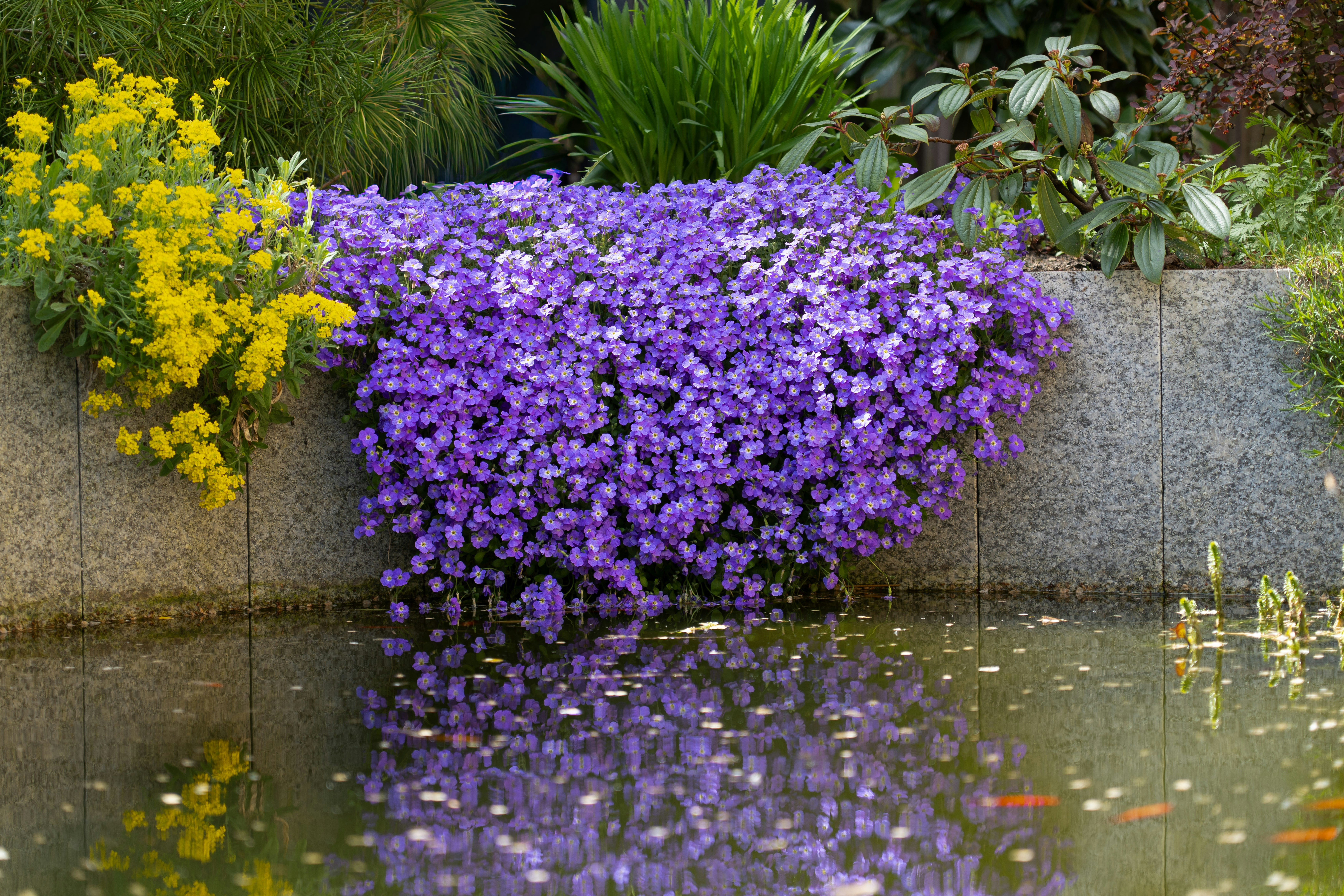 Vibrant purple blooms by a tranquil water edge