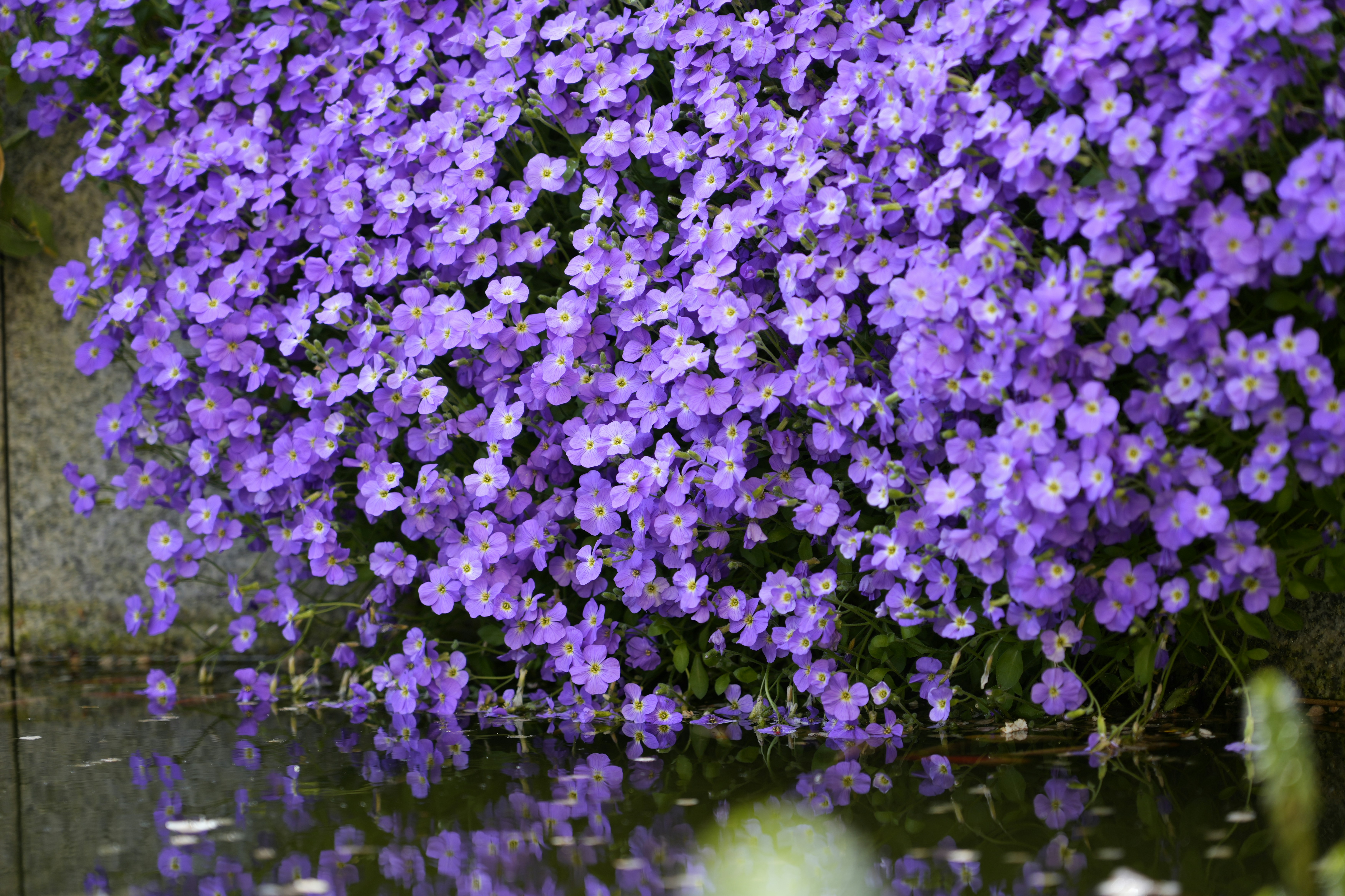 Purple Bouqet Over Still Water: A Cascade of Violet Blooms