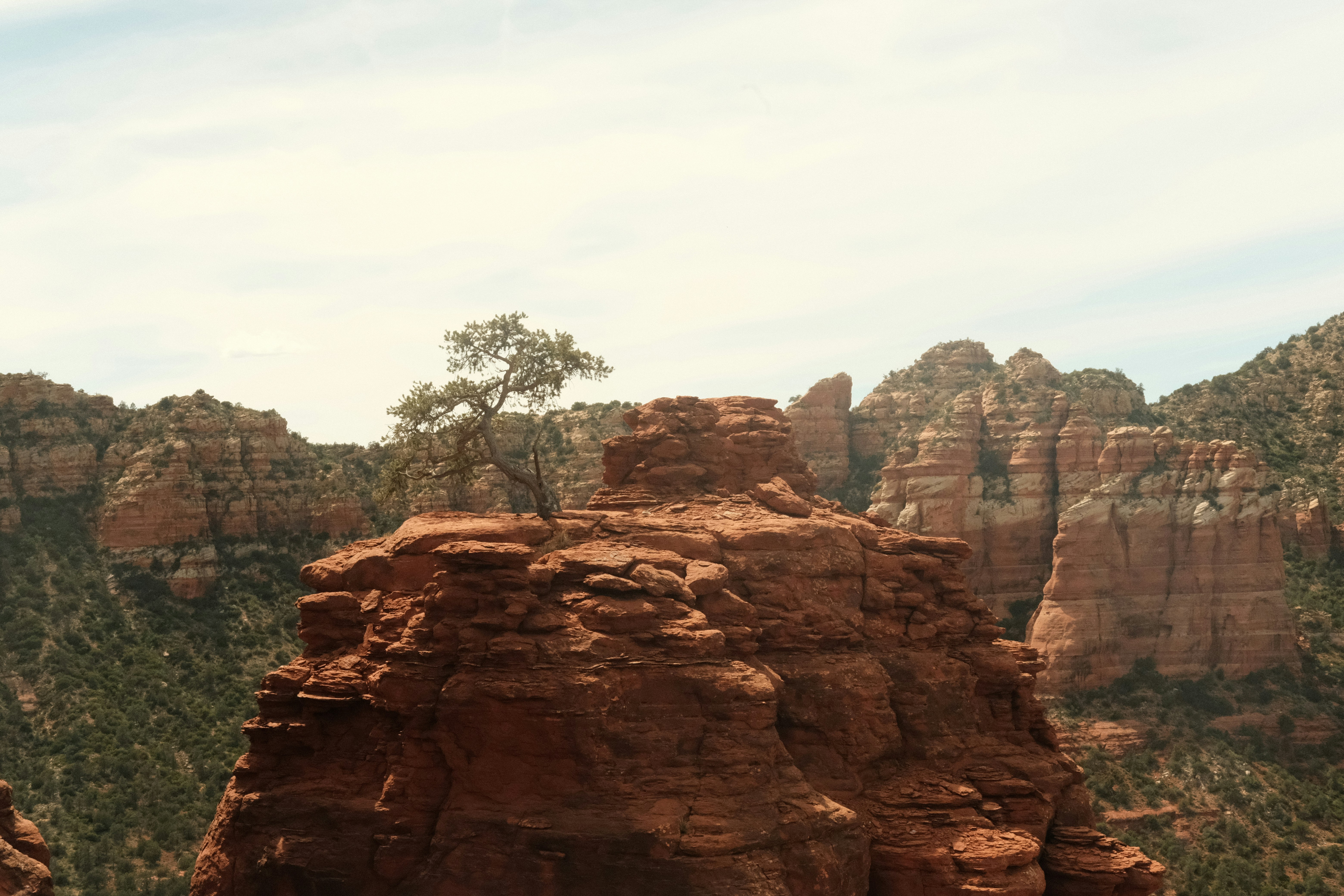 Redrock Sentinel: Lone Tree Among Weathered Spires