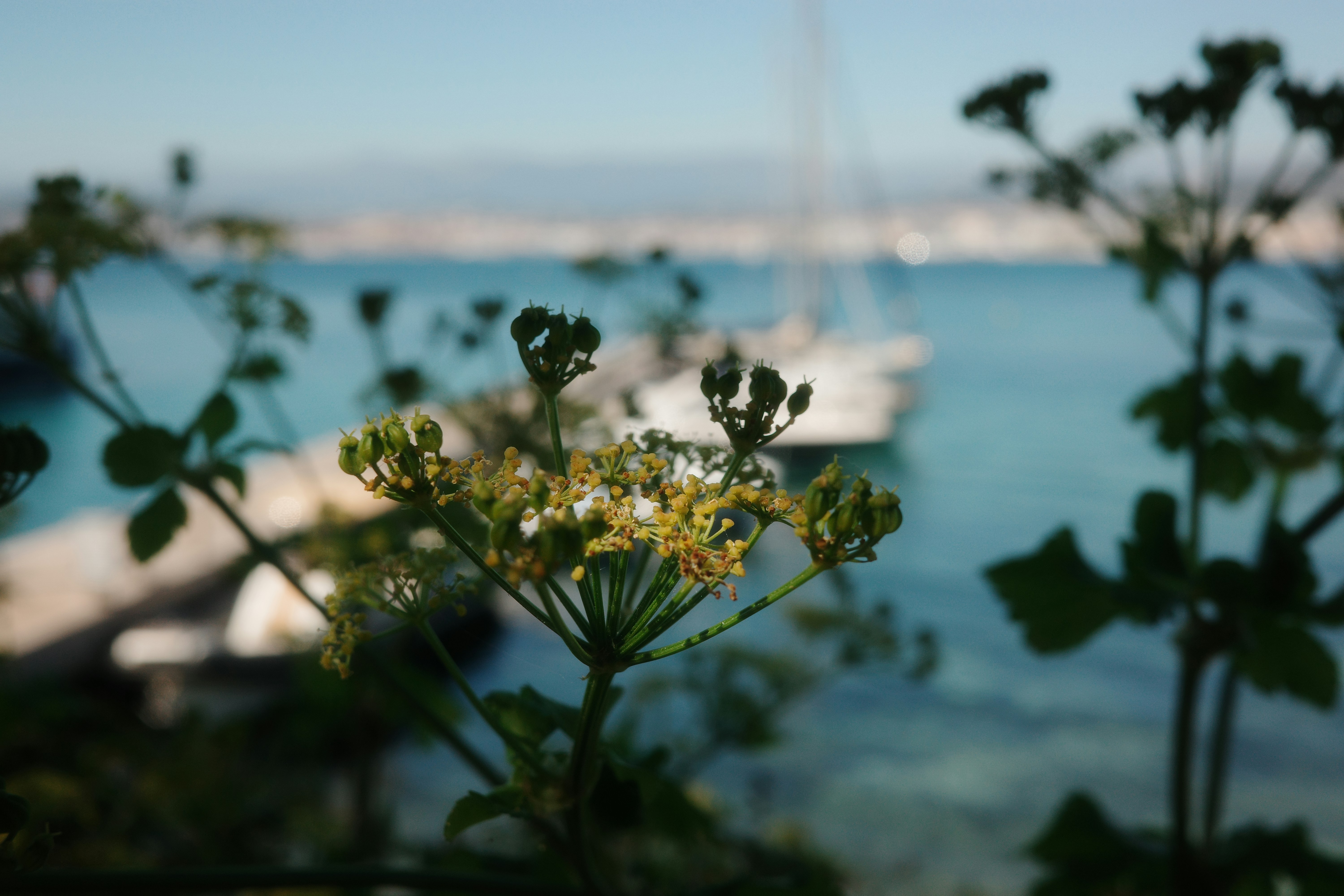 Close-up Blossom Against a Blurred Harbor Backdrop