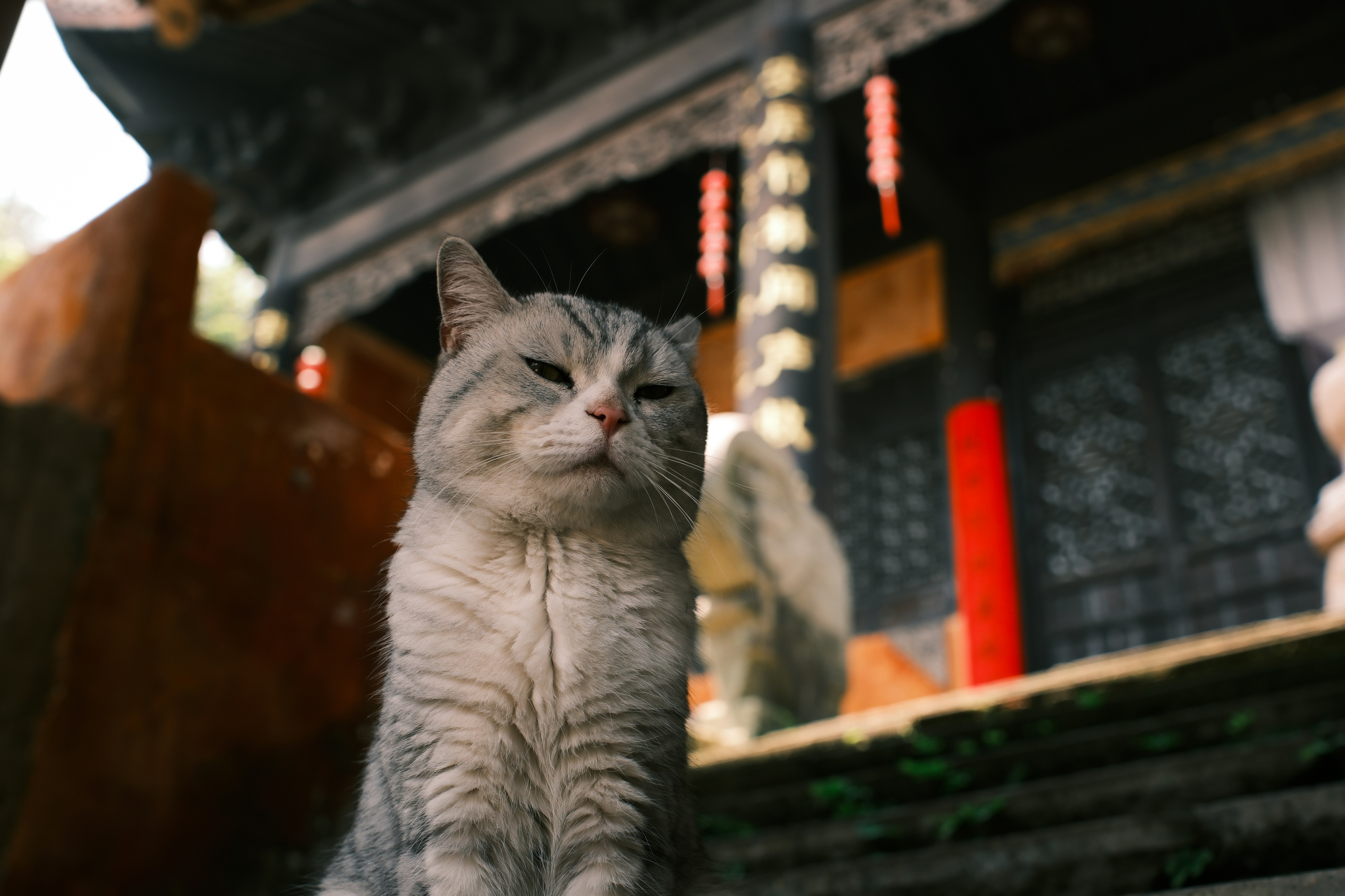 Solemn Cat Guardian of the Temple Steps
