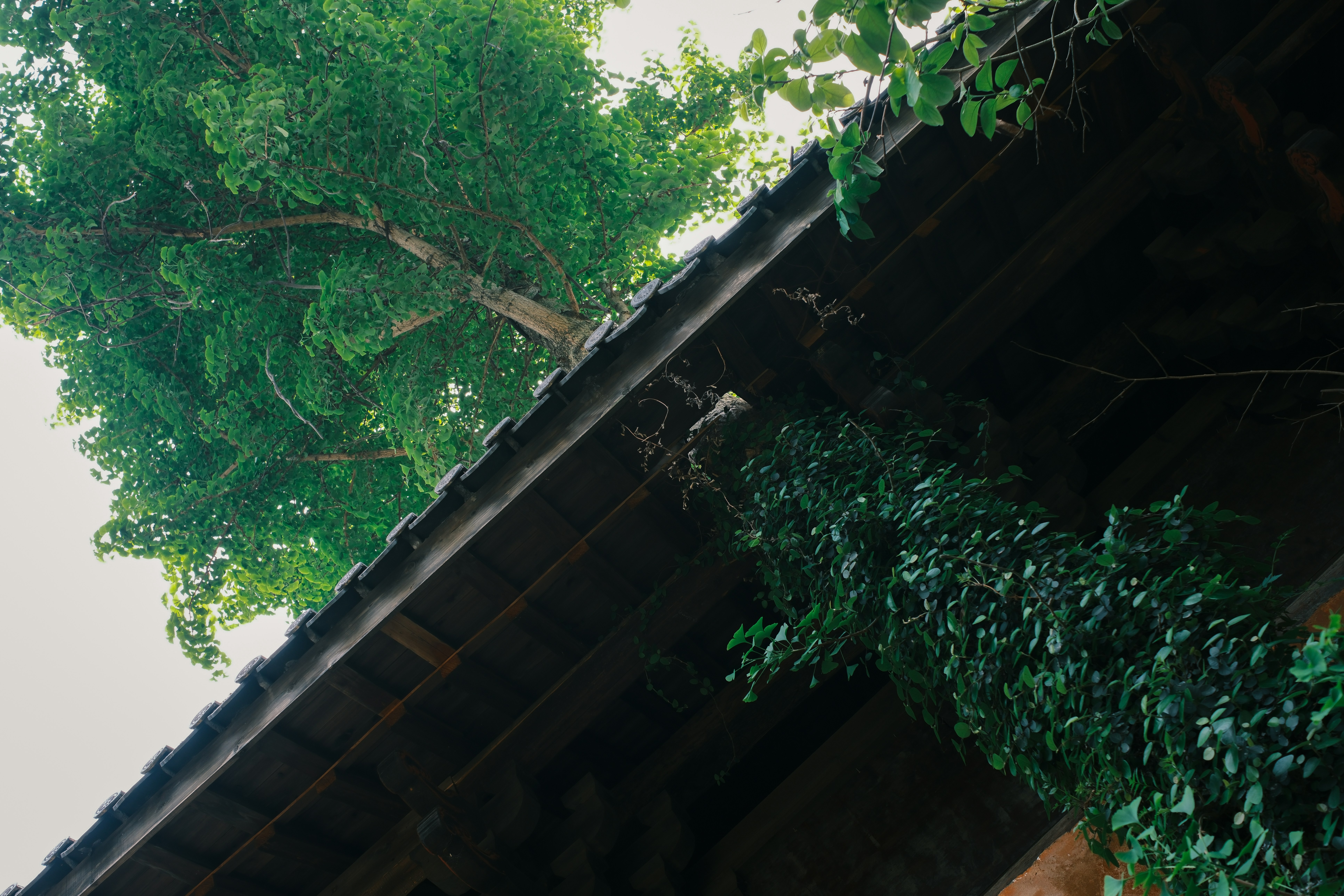 Overhanging Roof Veil: Ivy and Tree Meet Underneath a Garden Eave