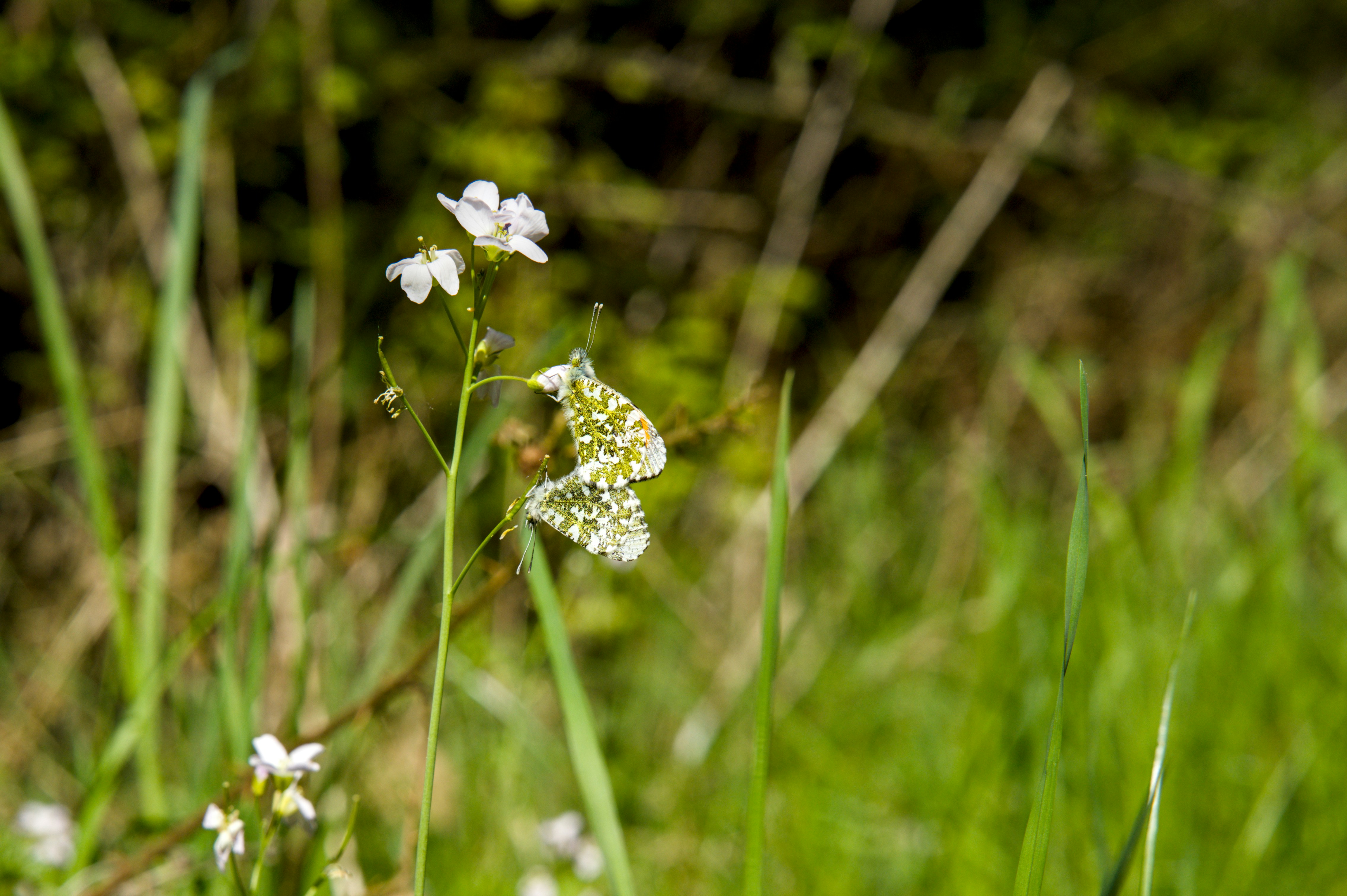 Delicate wildflowers in a sunlit meadow