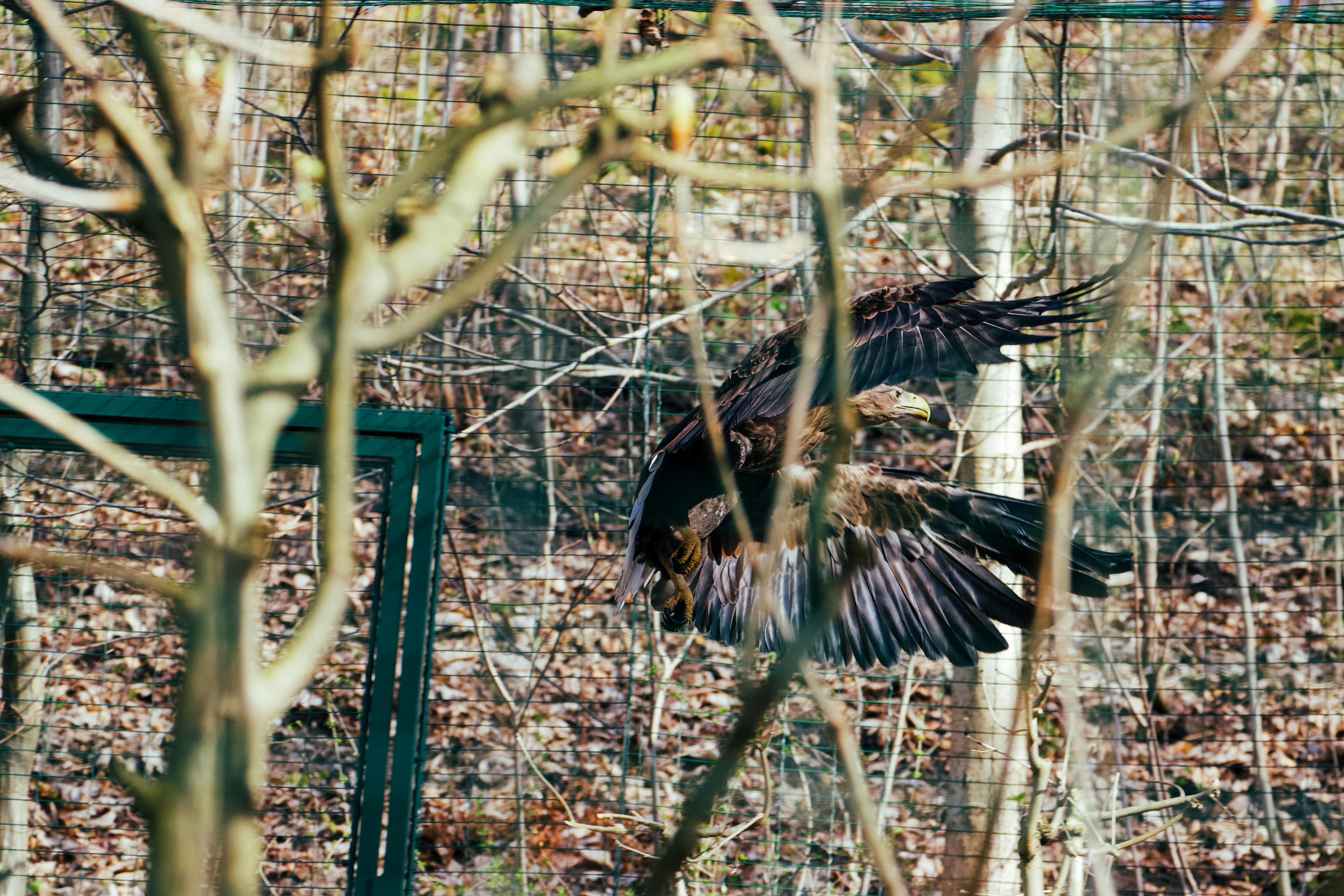 Wingbeat through the Gate: A Hawk Moments from Landing