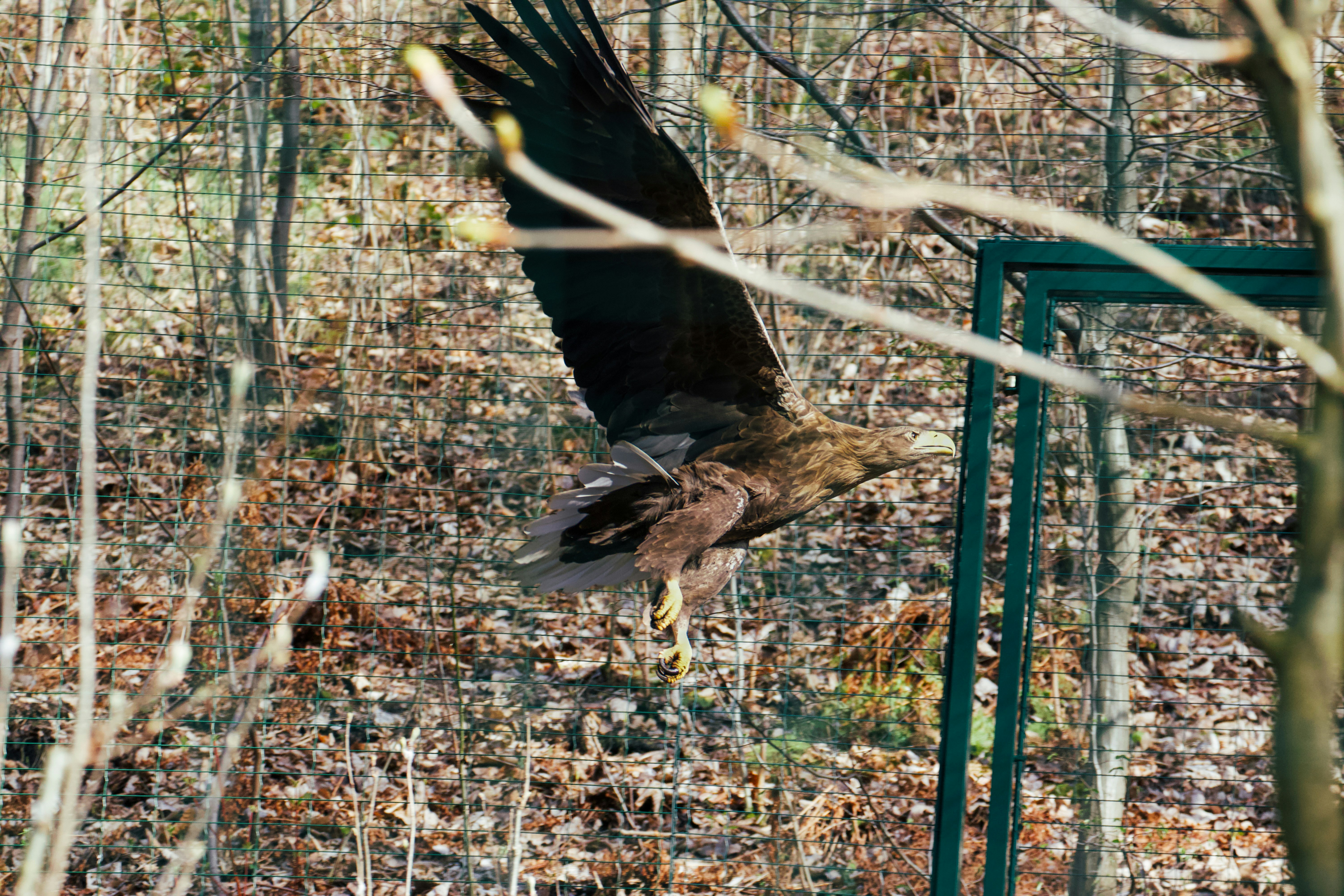 Mid‑Flight Hunt: A Dark Bird of Prey Surges Through Leafy Terrain