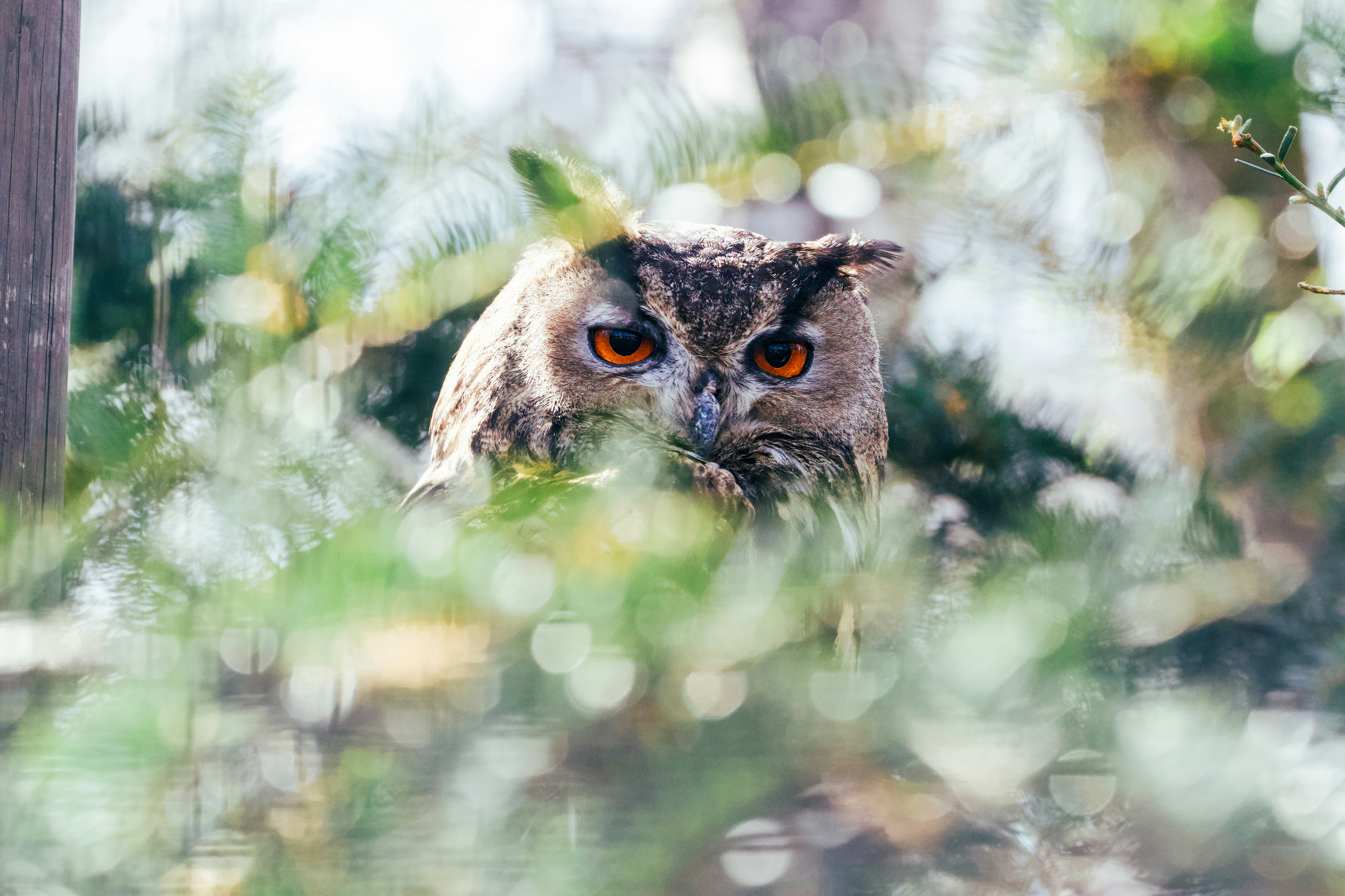 Hidden Guardian: An Arctic Owl’s Stare through the Ferns
