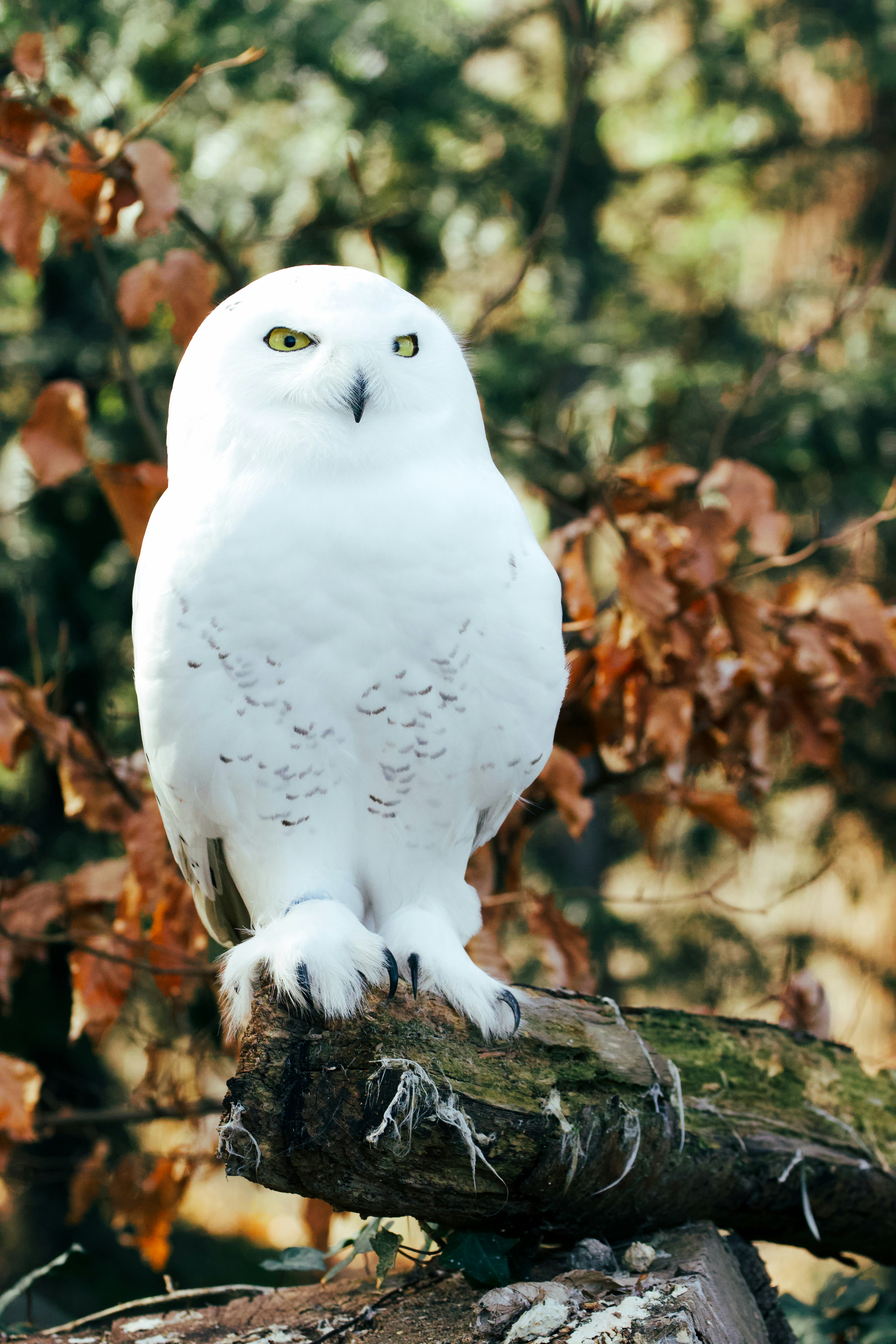 Snowy Owl on a Weathered Log Asks for Quiet Observation