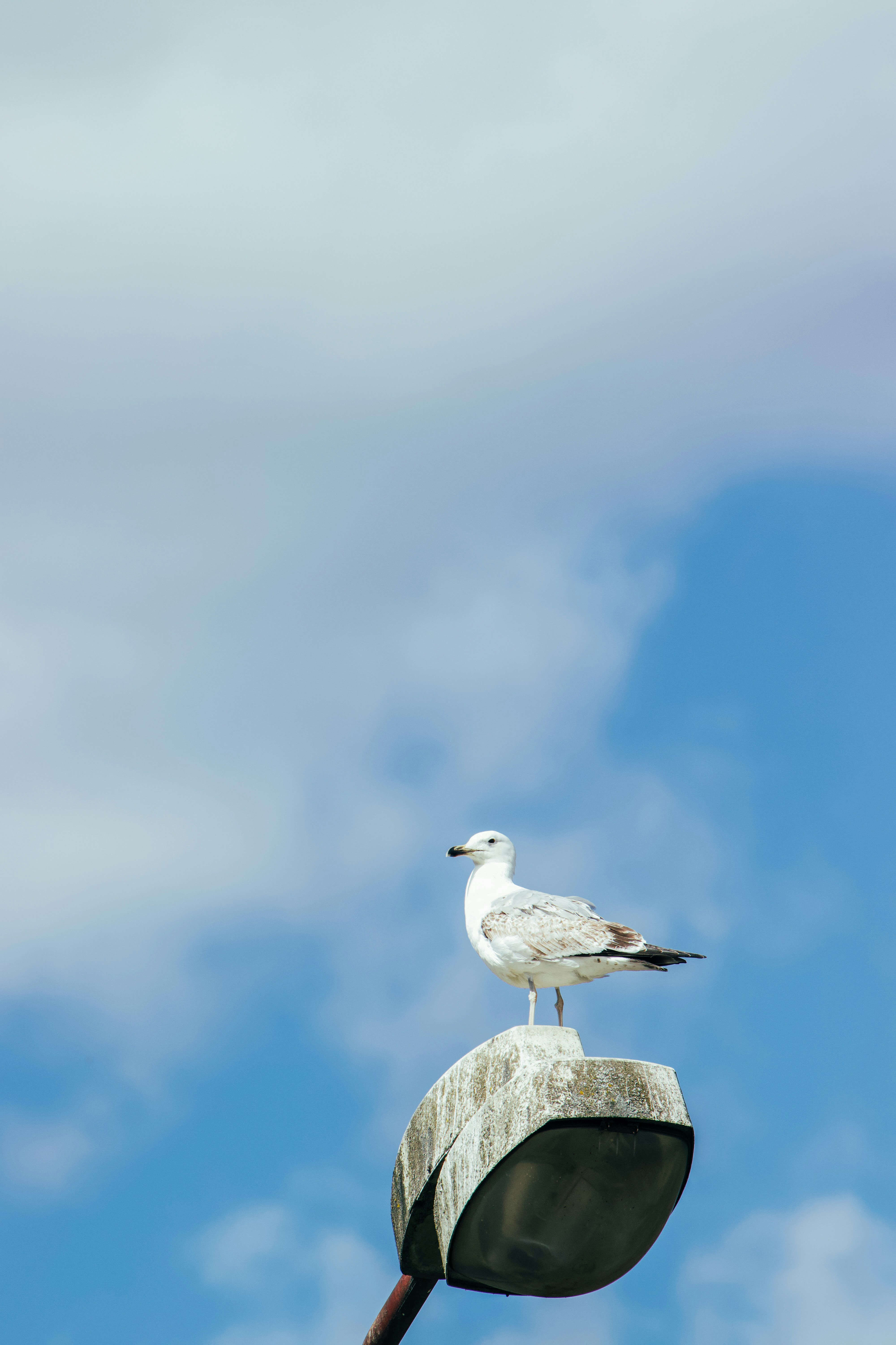Seaside Sentinel: A Seagull Perched atop a Weathered Lamp