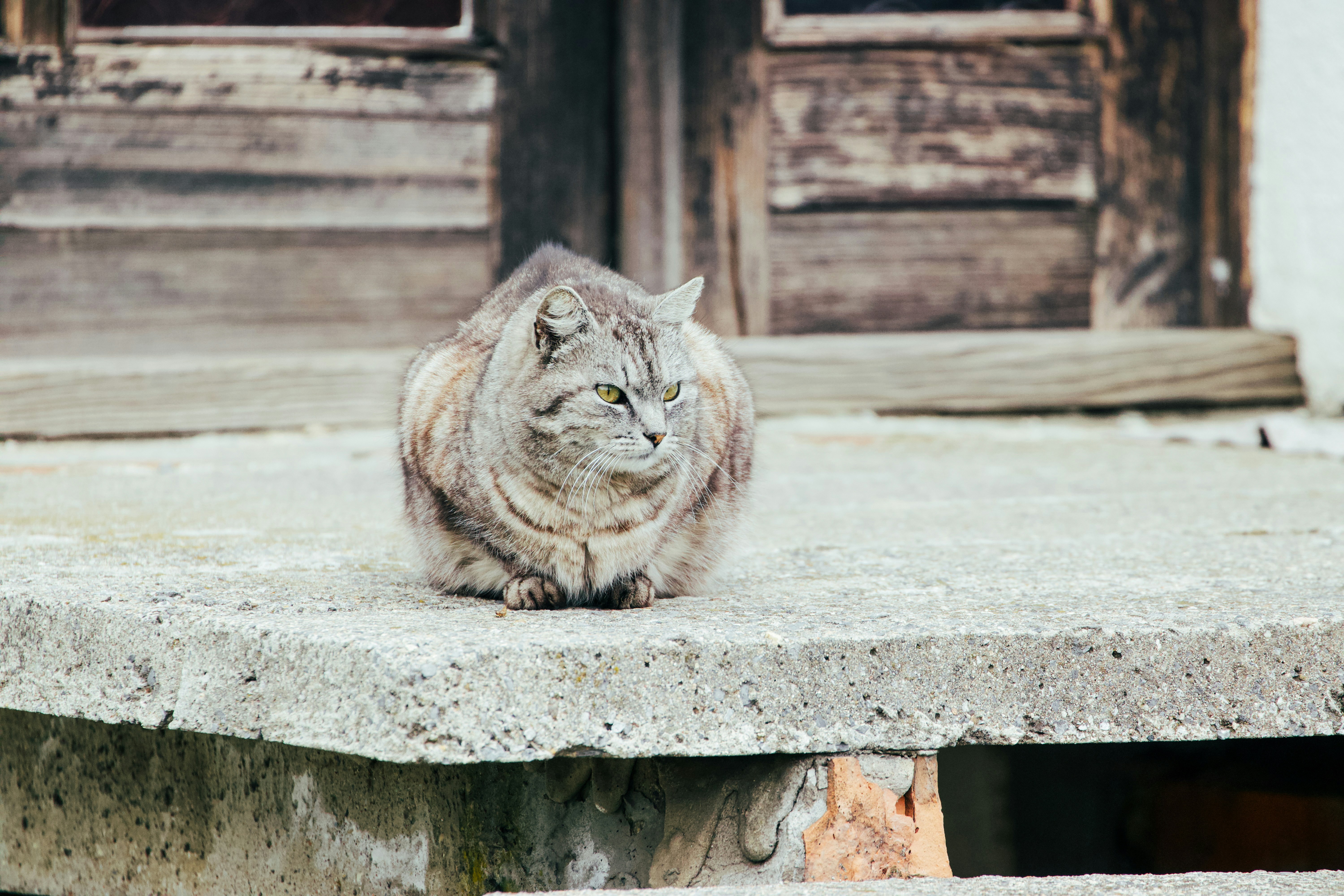 Stone-Eyed Sentinel: A Gray Cat Resting on a Weathered Step