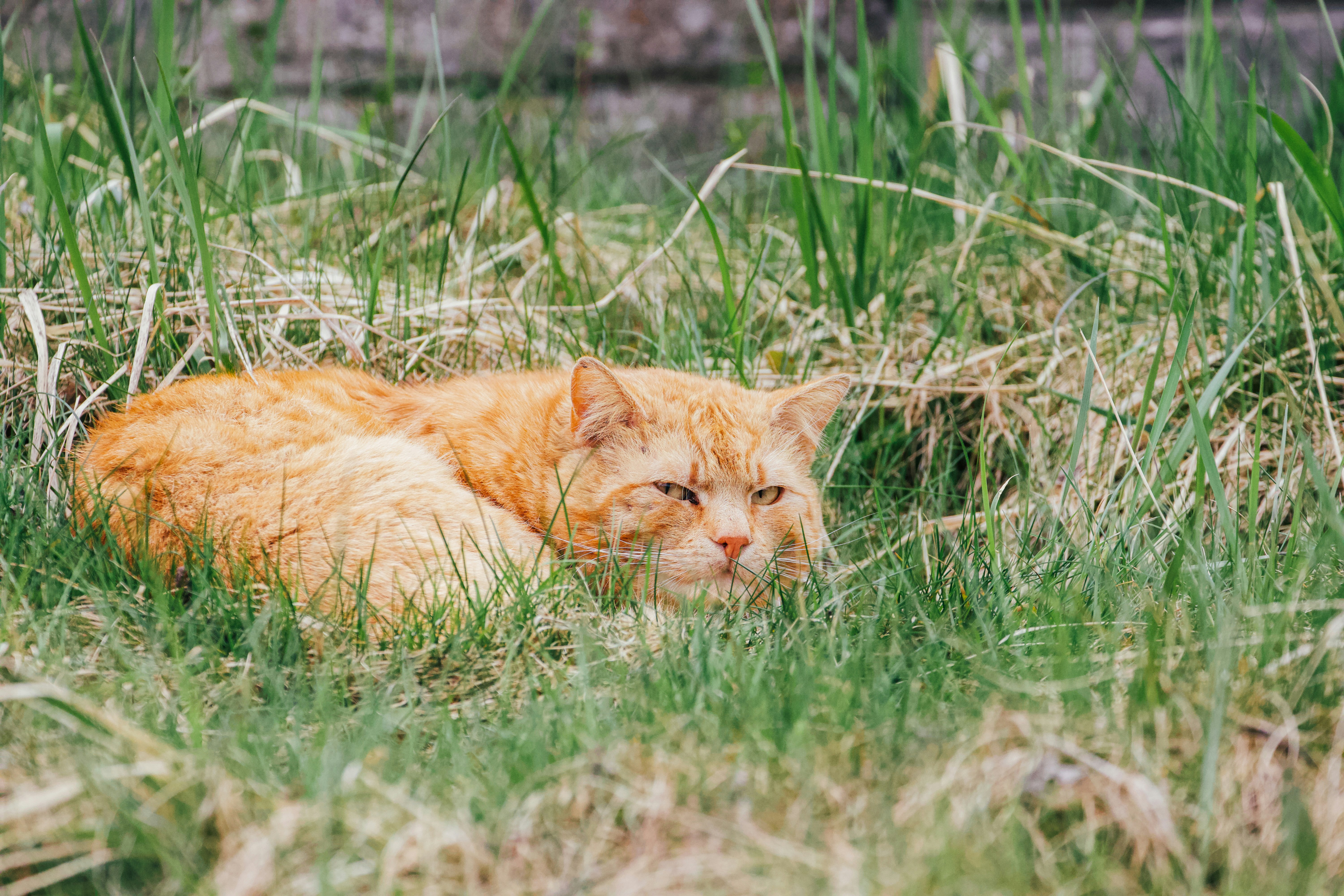 Sunlit orange cat with a lazy stretch in a patch of wild grass
