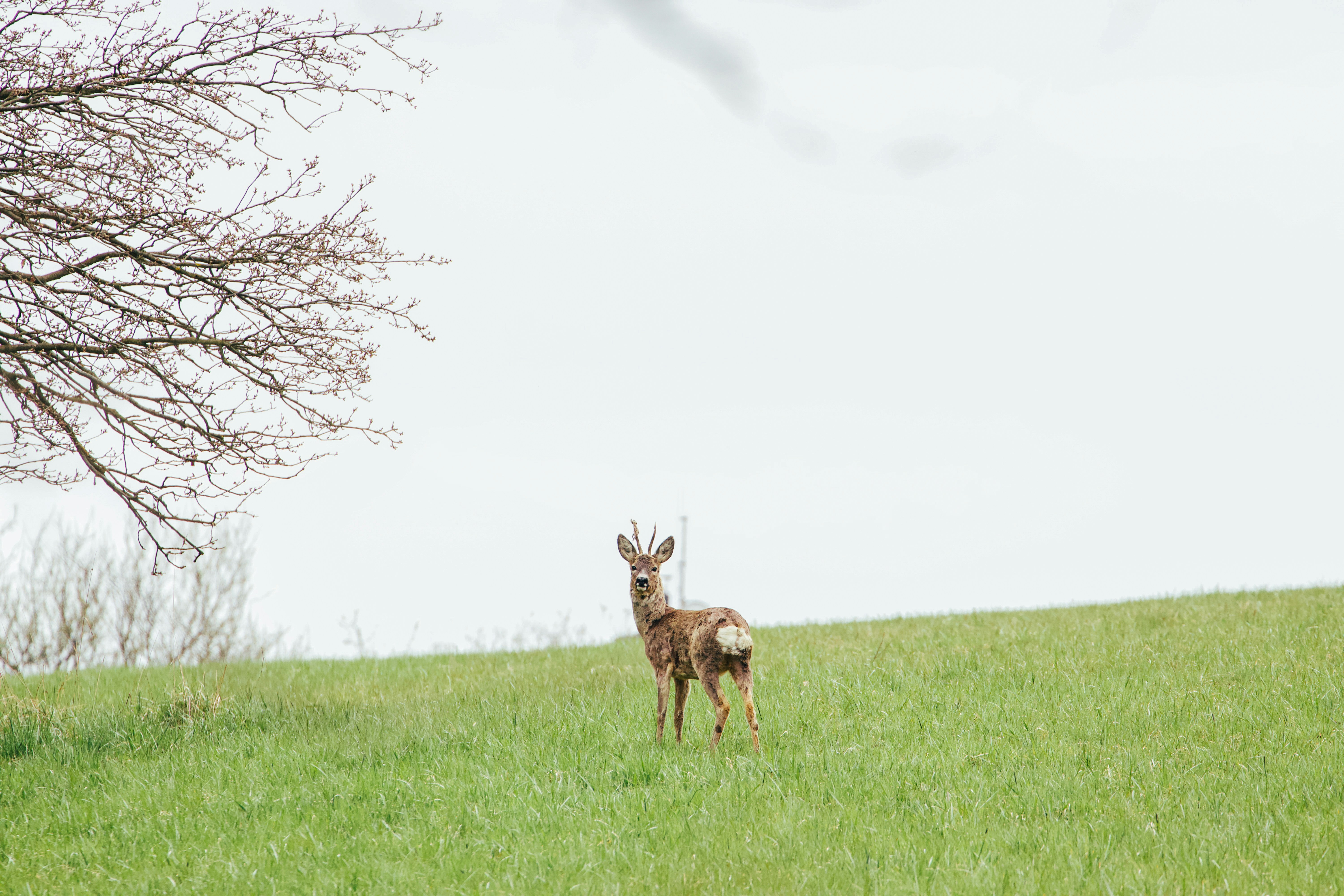 A lone deer on a sunlit hillside