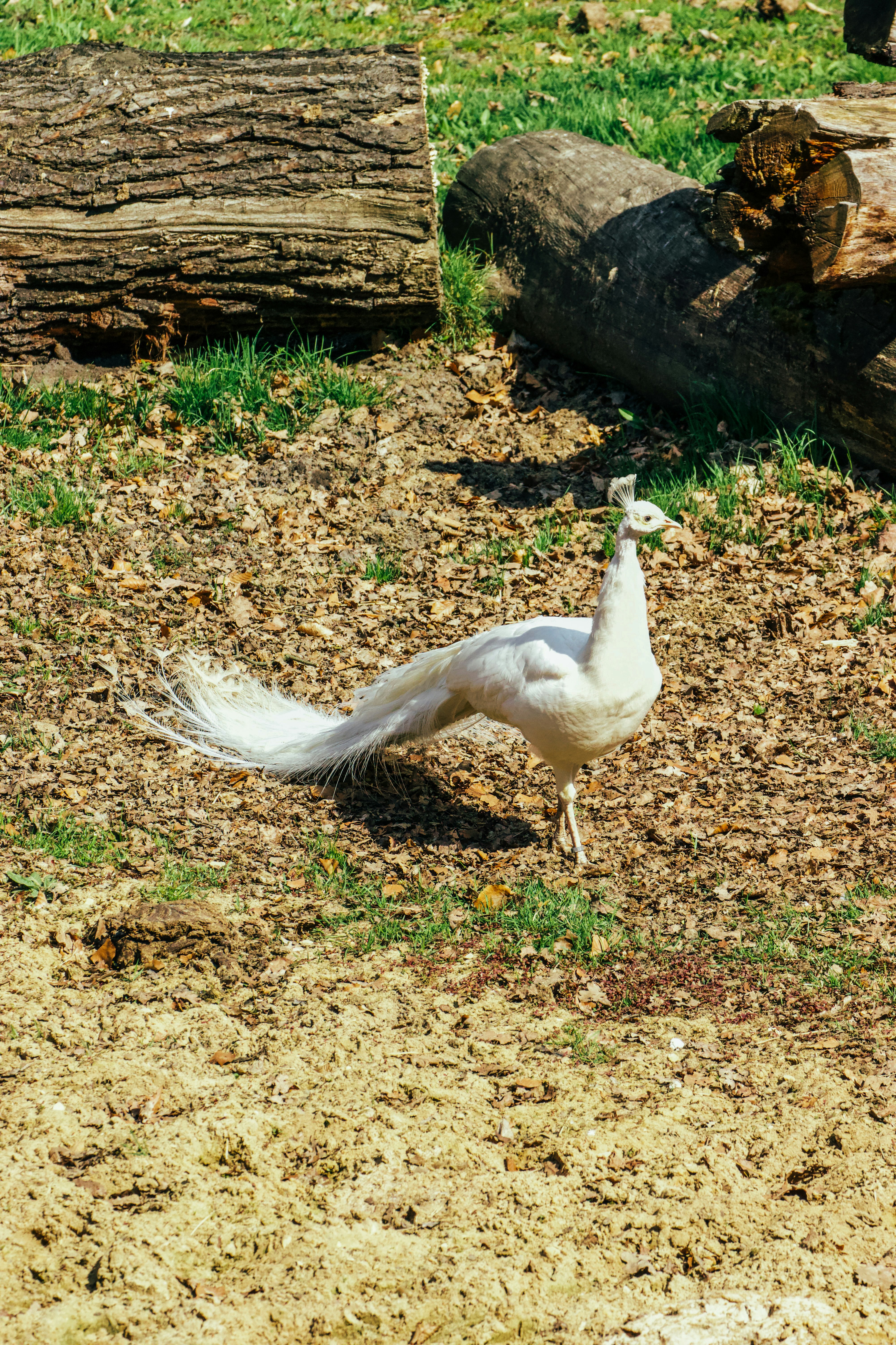 White Peacock in a Sunlit Yard with Logs and Grass