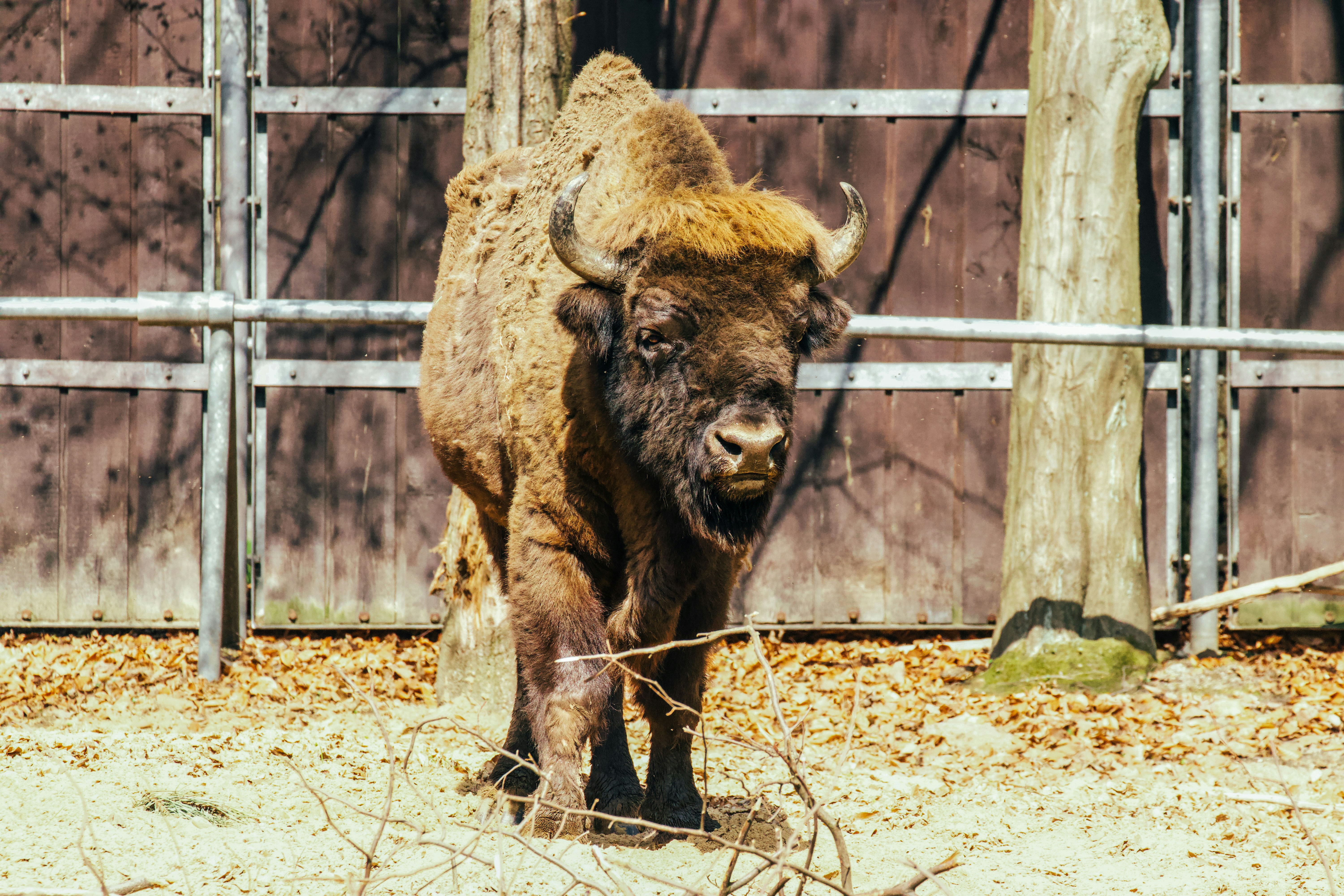 Grounded Bull in a Dusty Enclosure