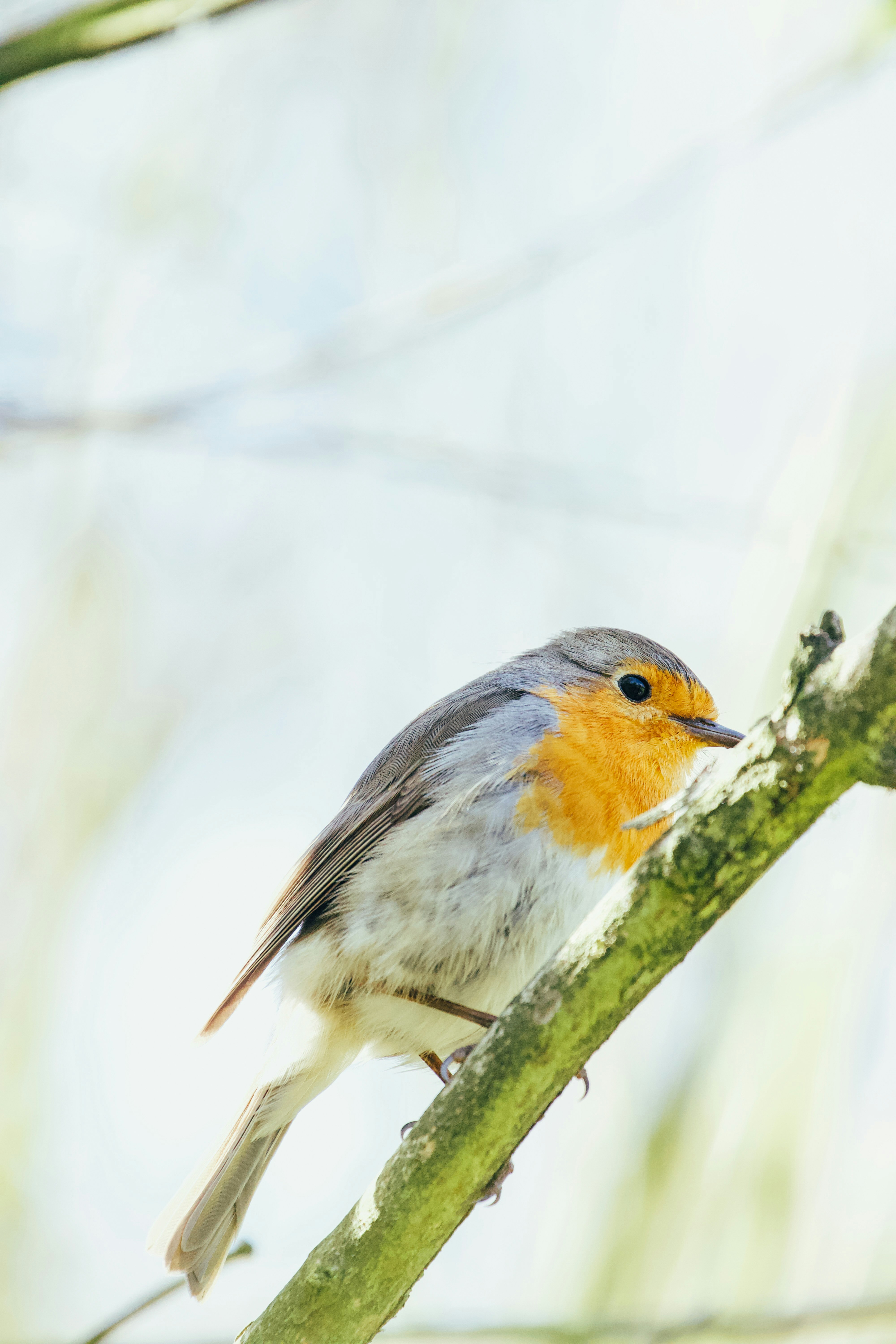 Robin on a Mossy Branch: Soft Backdrop, Sharp Redbreast
