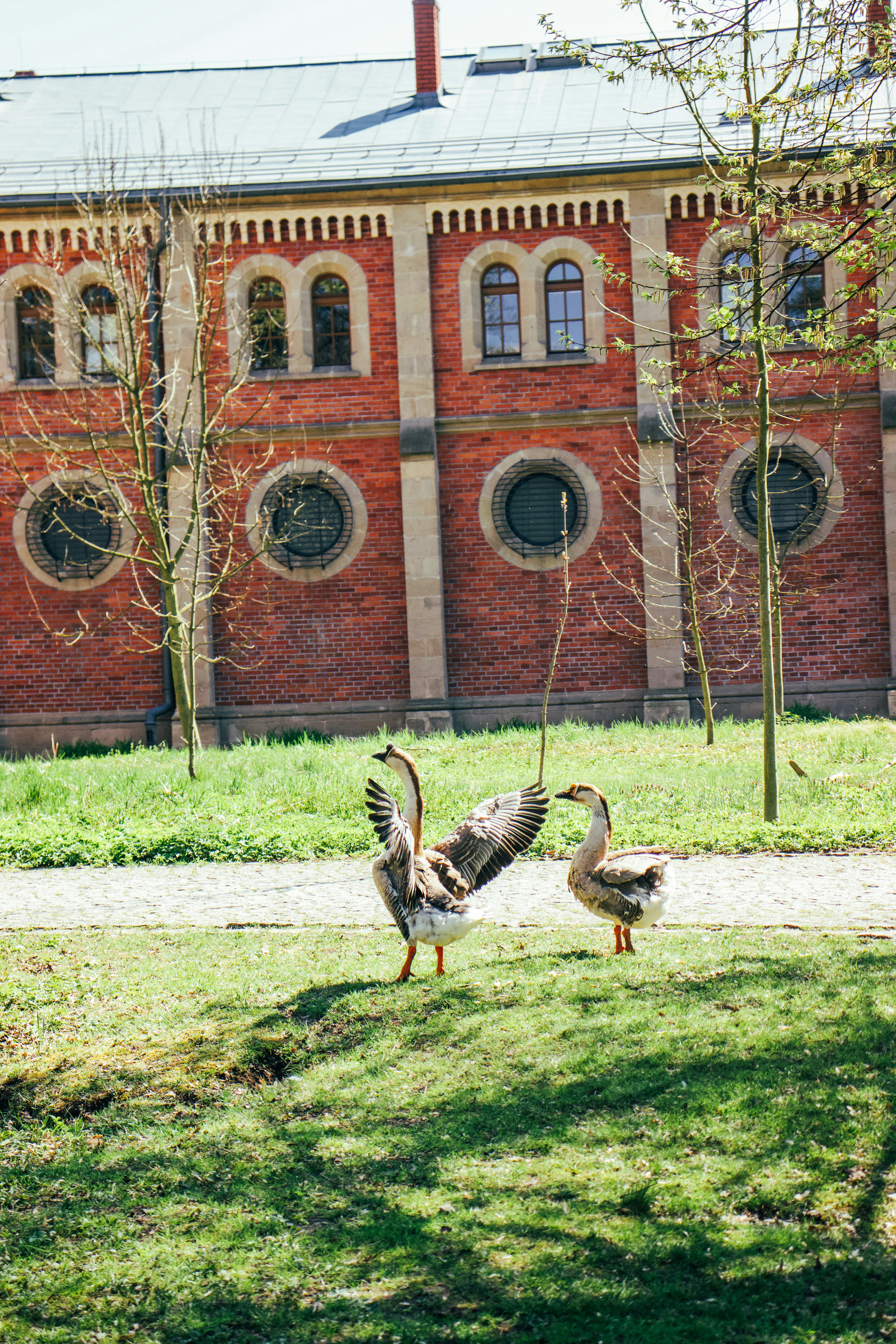 Ducks on a Sunlit Path in Front of a Brick Building