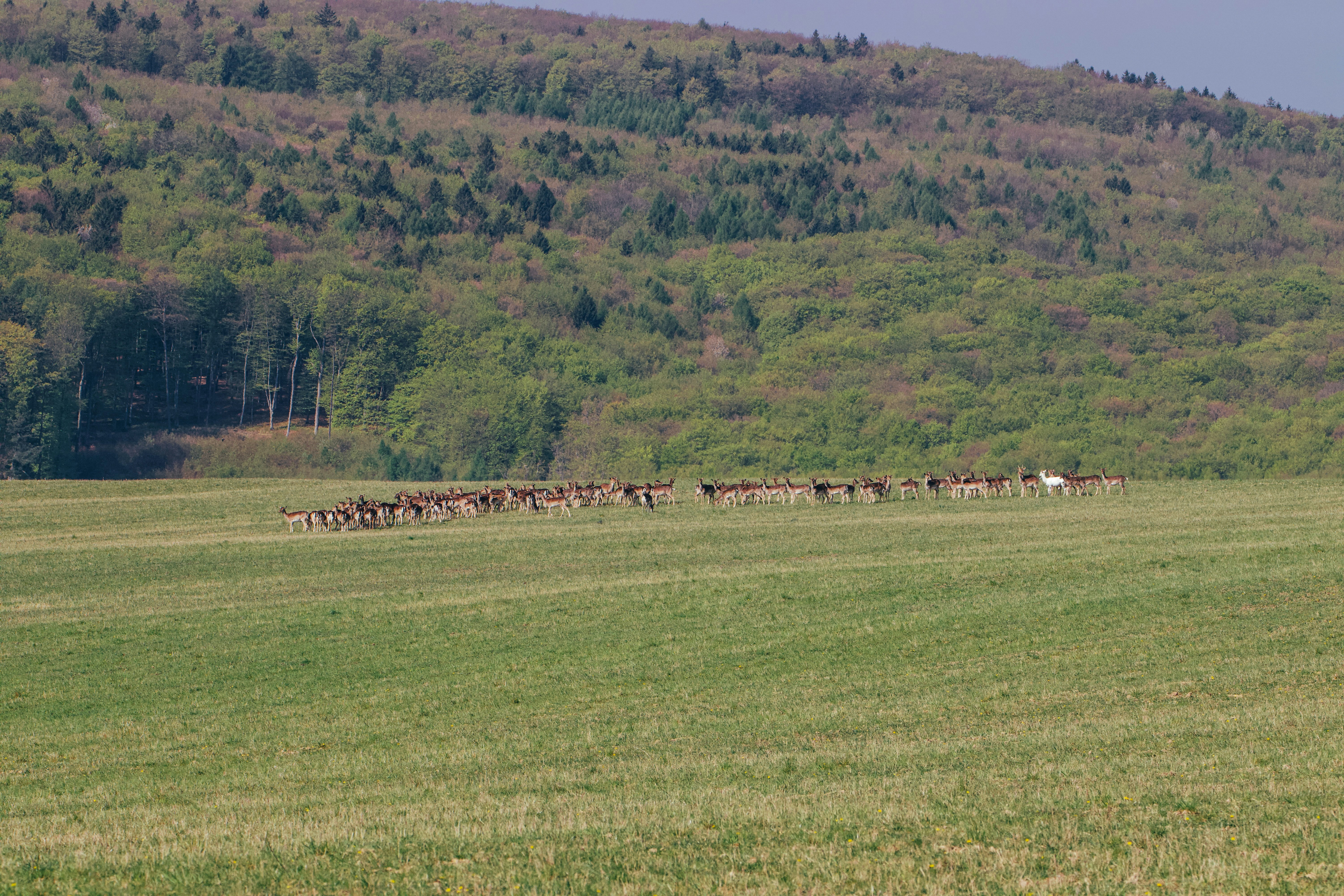 Herd of cattle across a sunlit pasture with a forested hillside backdrop