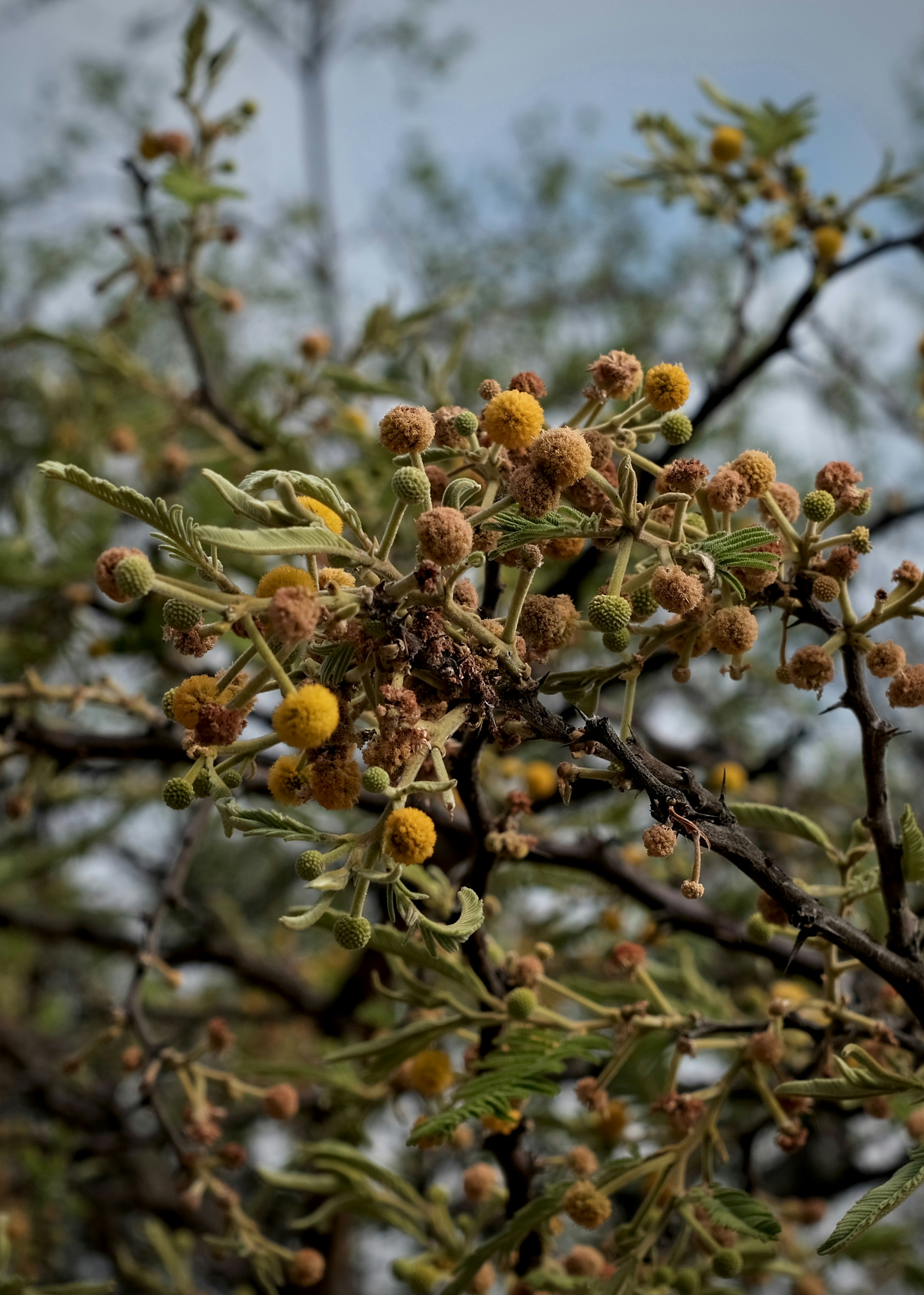 Golden Buds Among Withered Branches