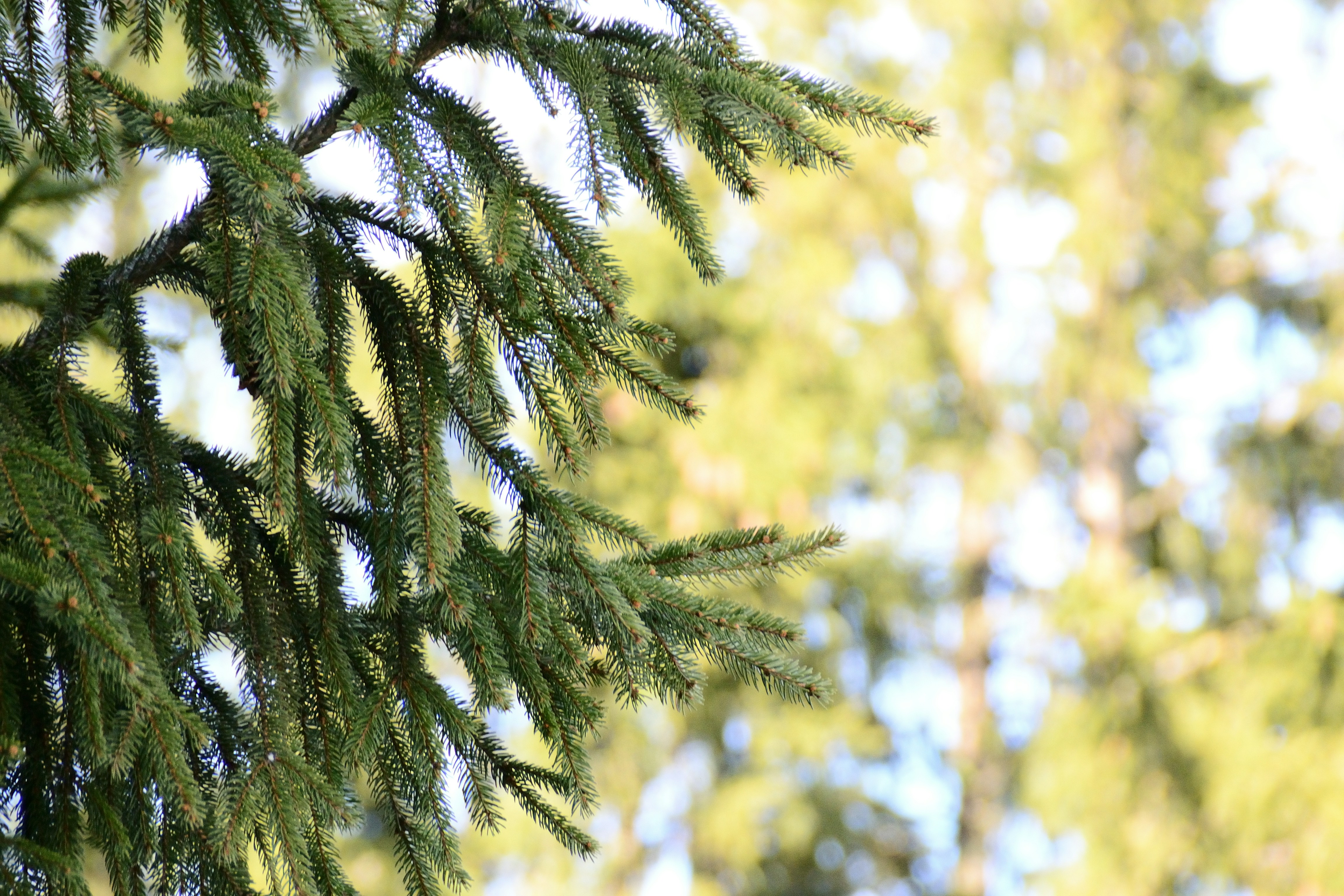 Evergreen Fringe: Close to the Needle
