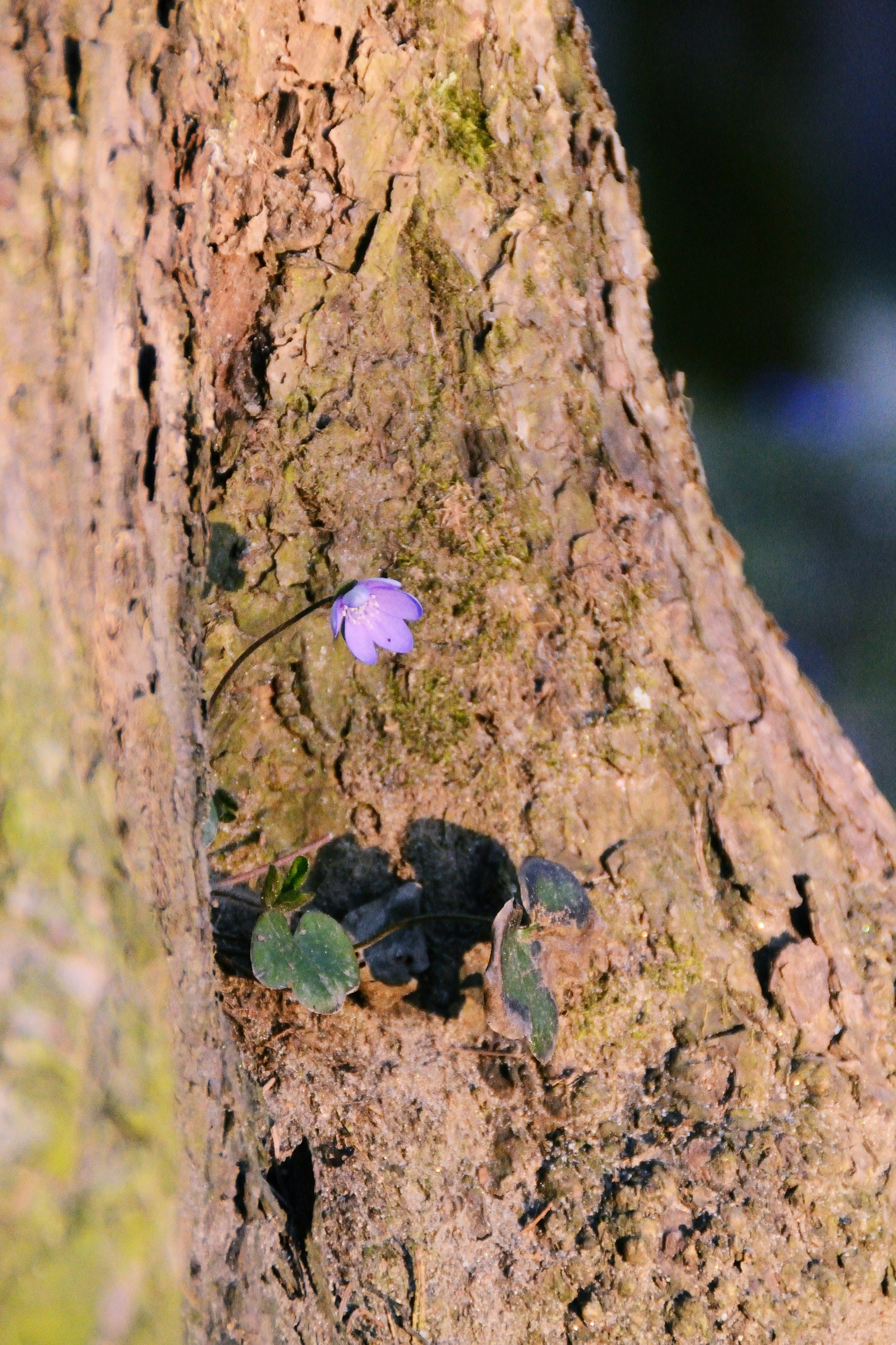 Purple bloom clinging to tree bark amid rugged texture