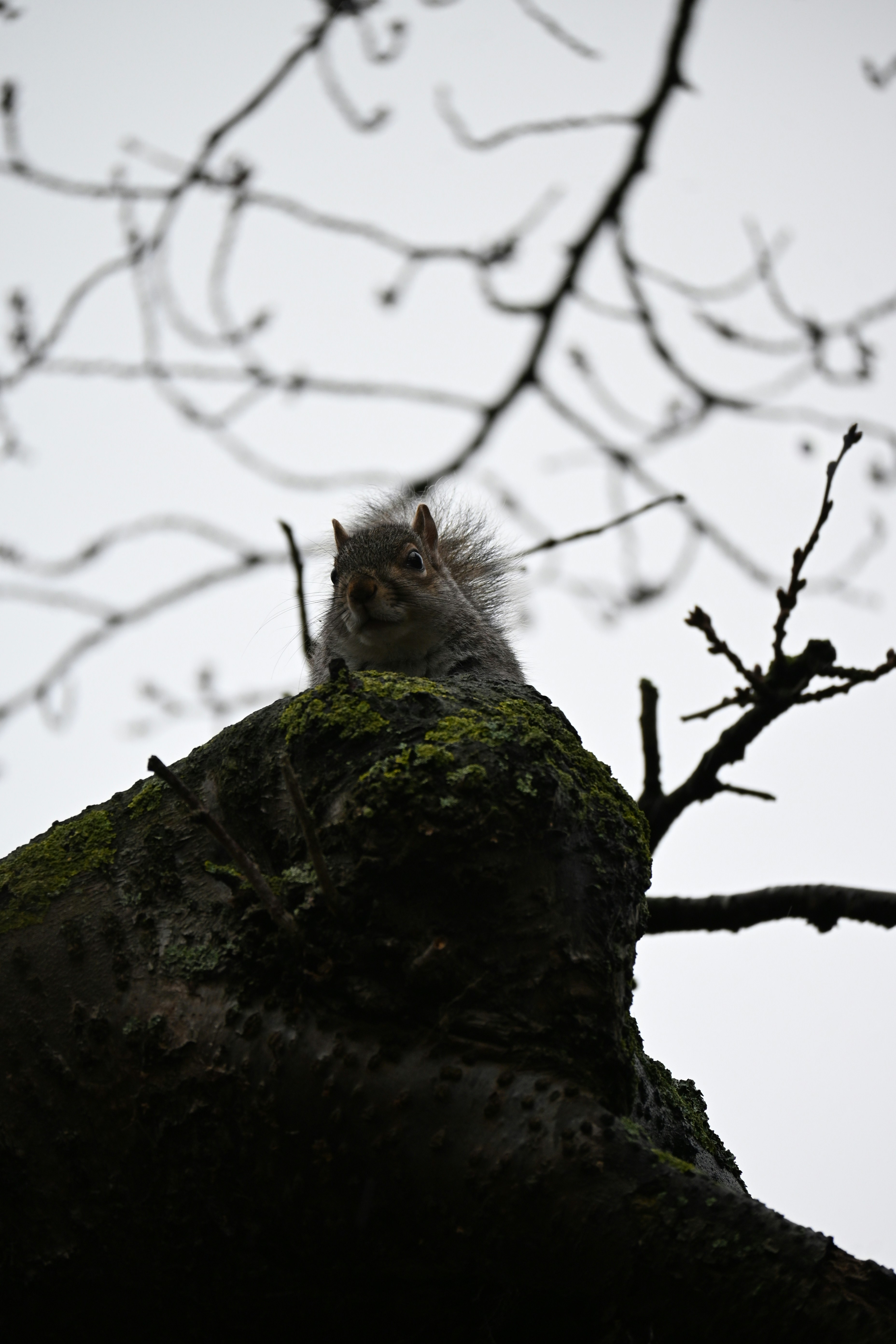 Squirreled Sentinel: Scout atop Mossy Rock