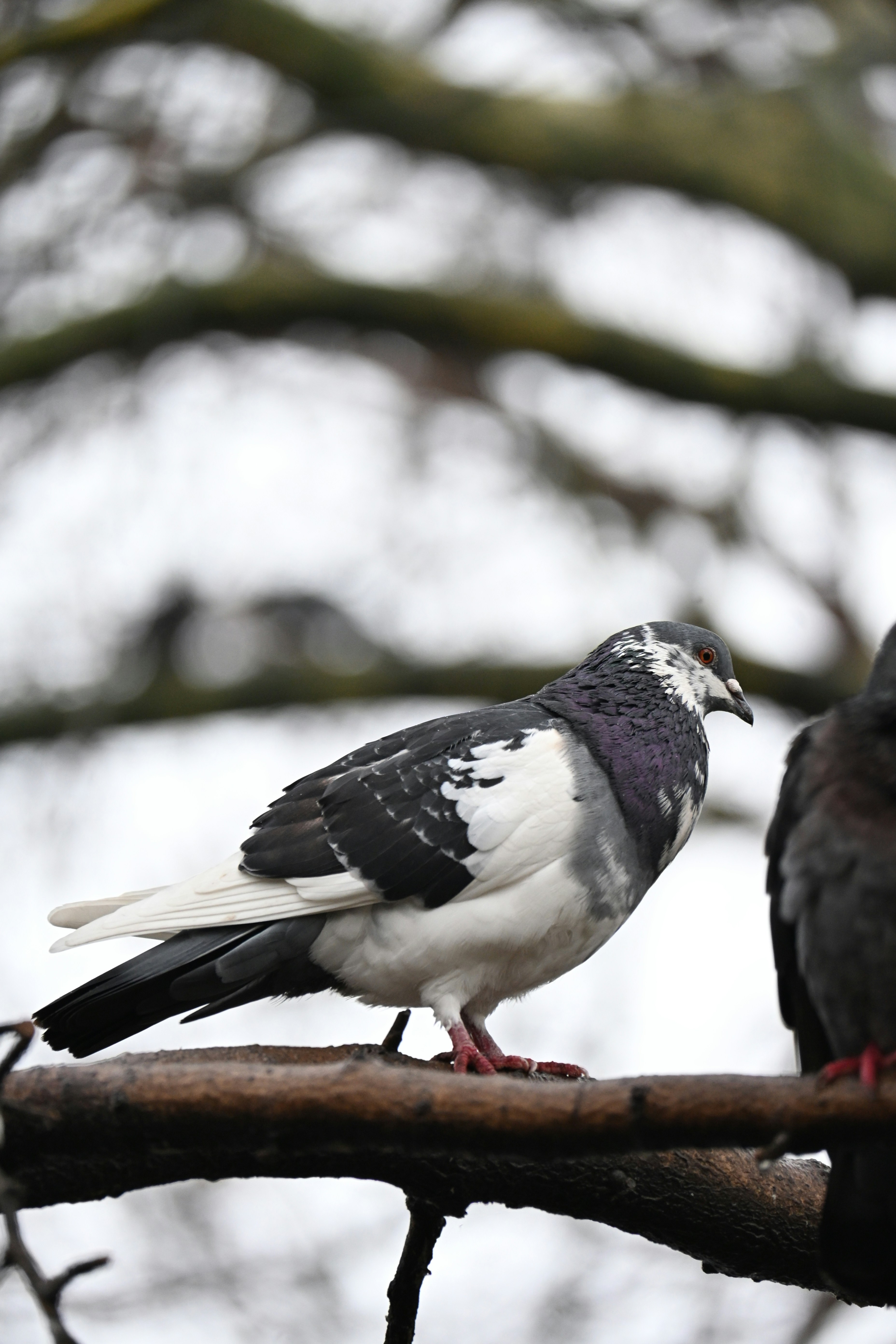 Pigeon on a Mossy Branch: Quiet Portrait Against Blurred Canopy