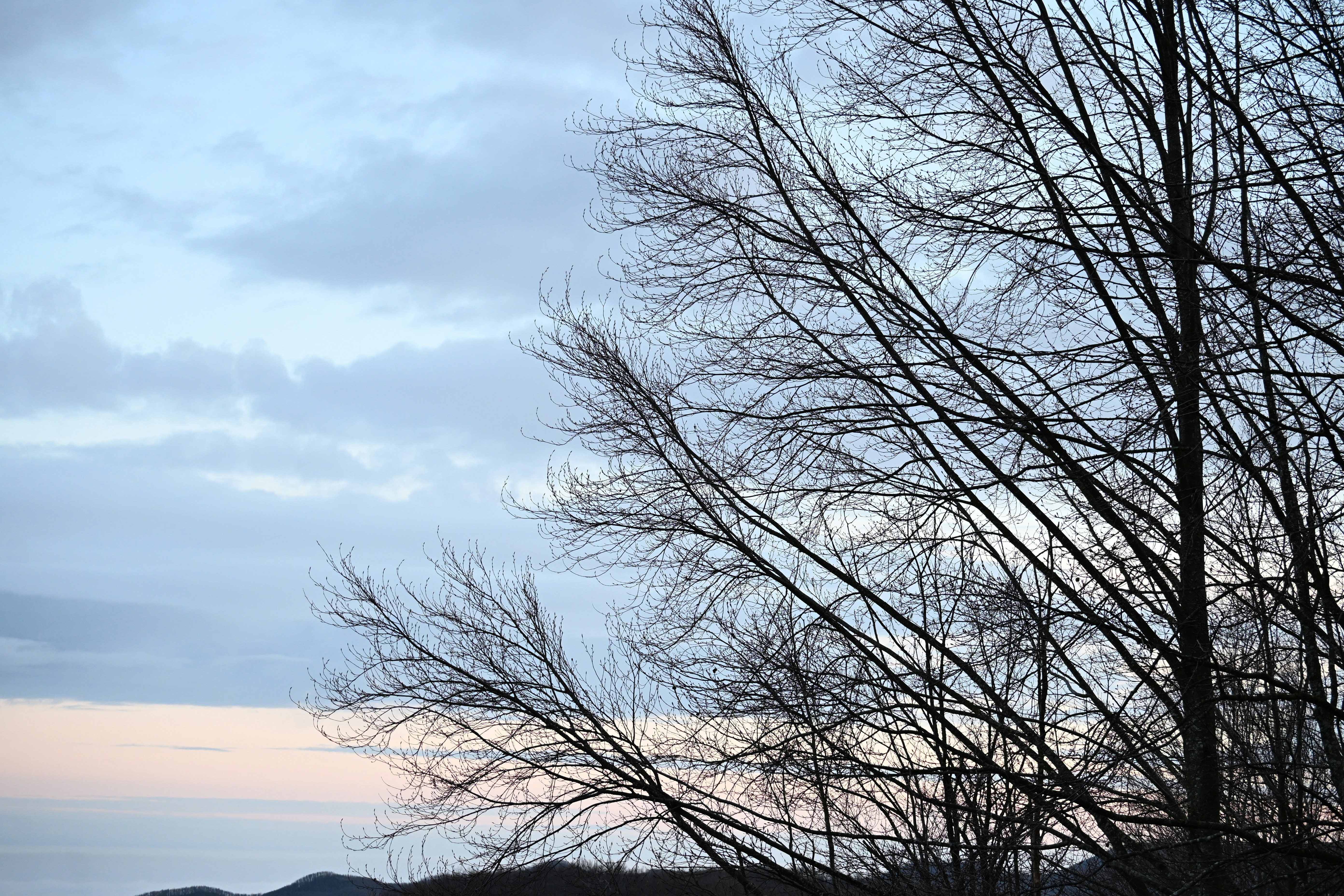 Winter Boughs Framing a Quiet Sea Horizon