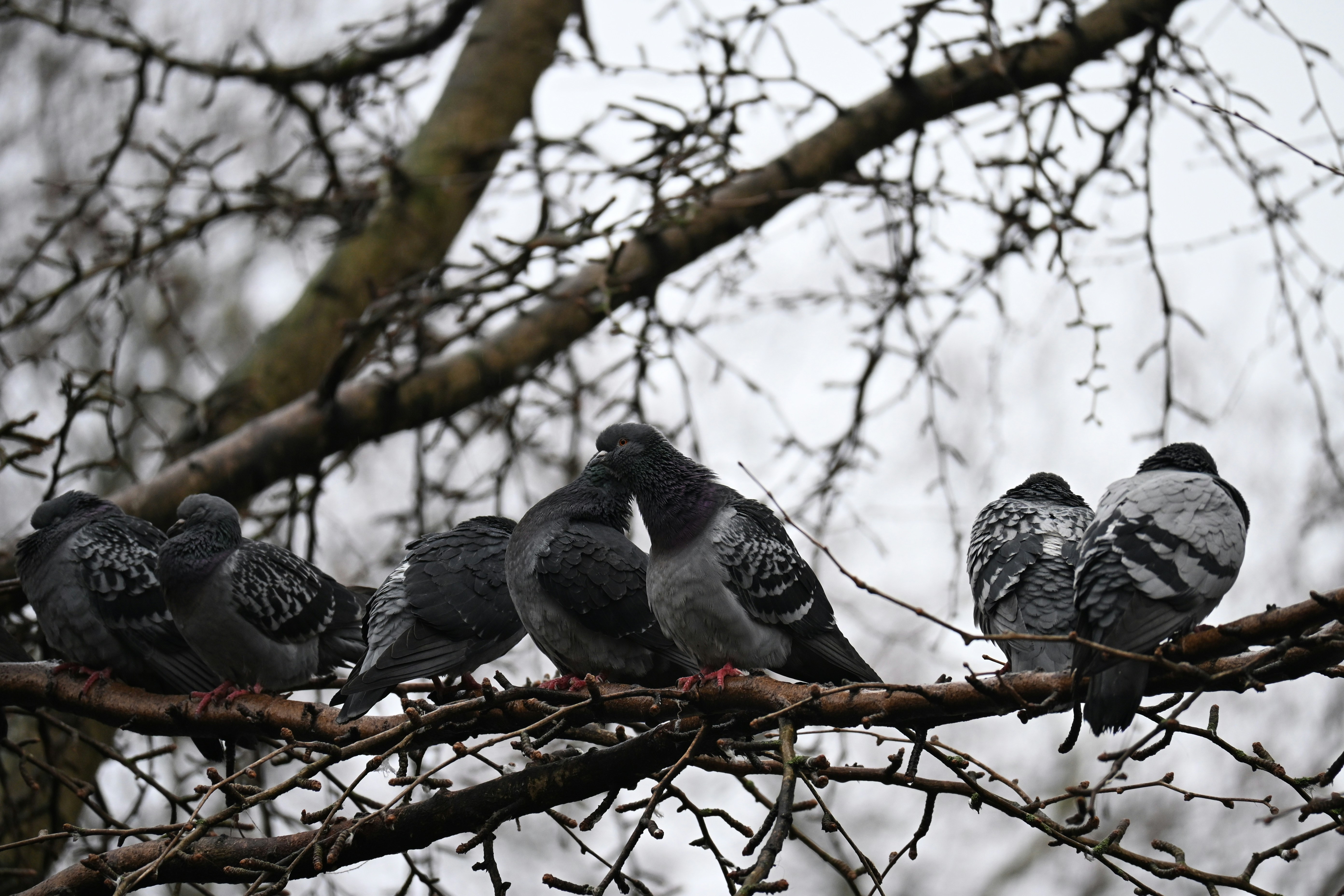 Pigeon Chorus Huddled on Winter Branches
