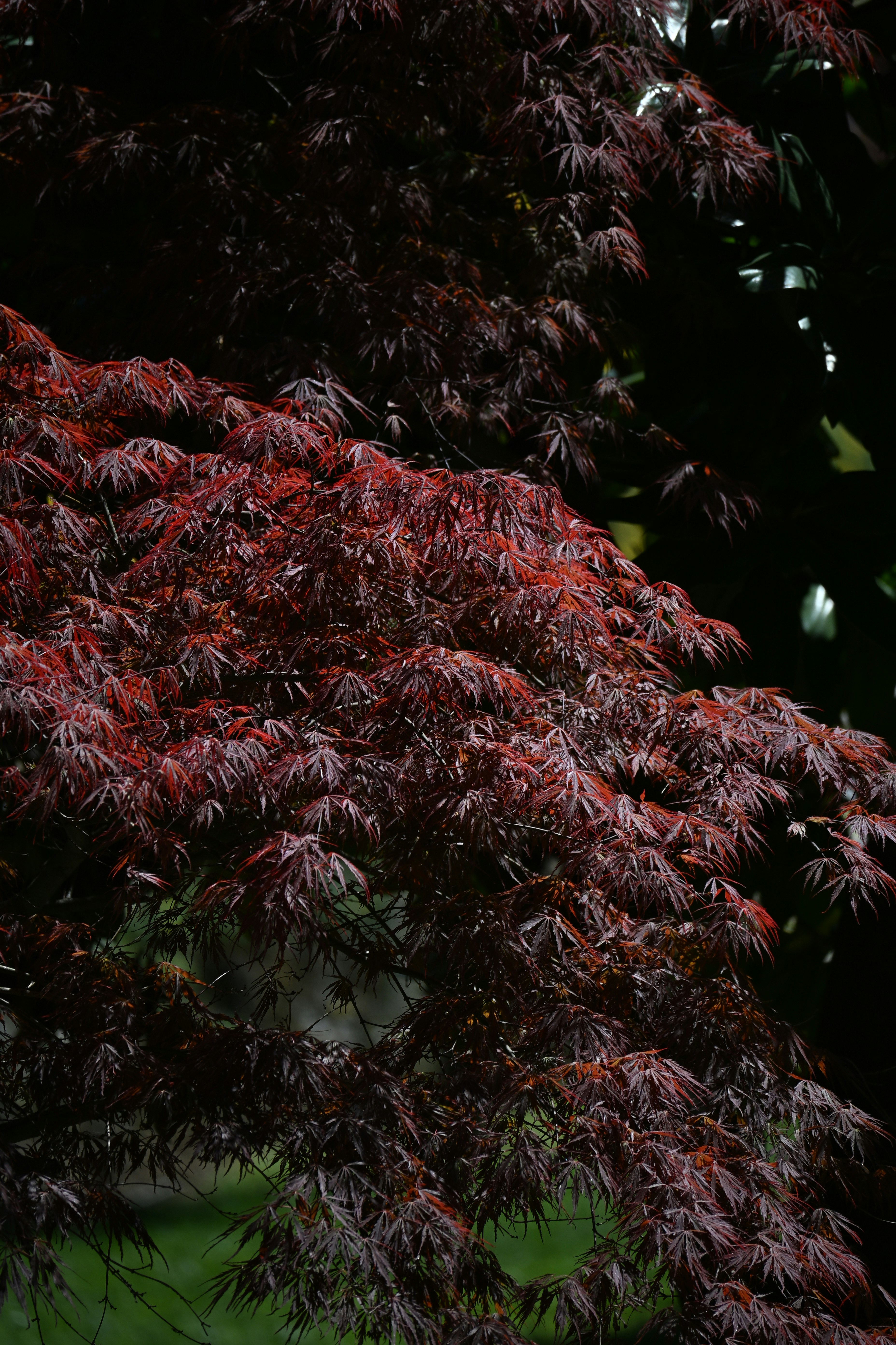 Crimson Maple Cascade in Dappled Shade