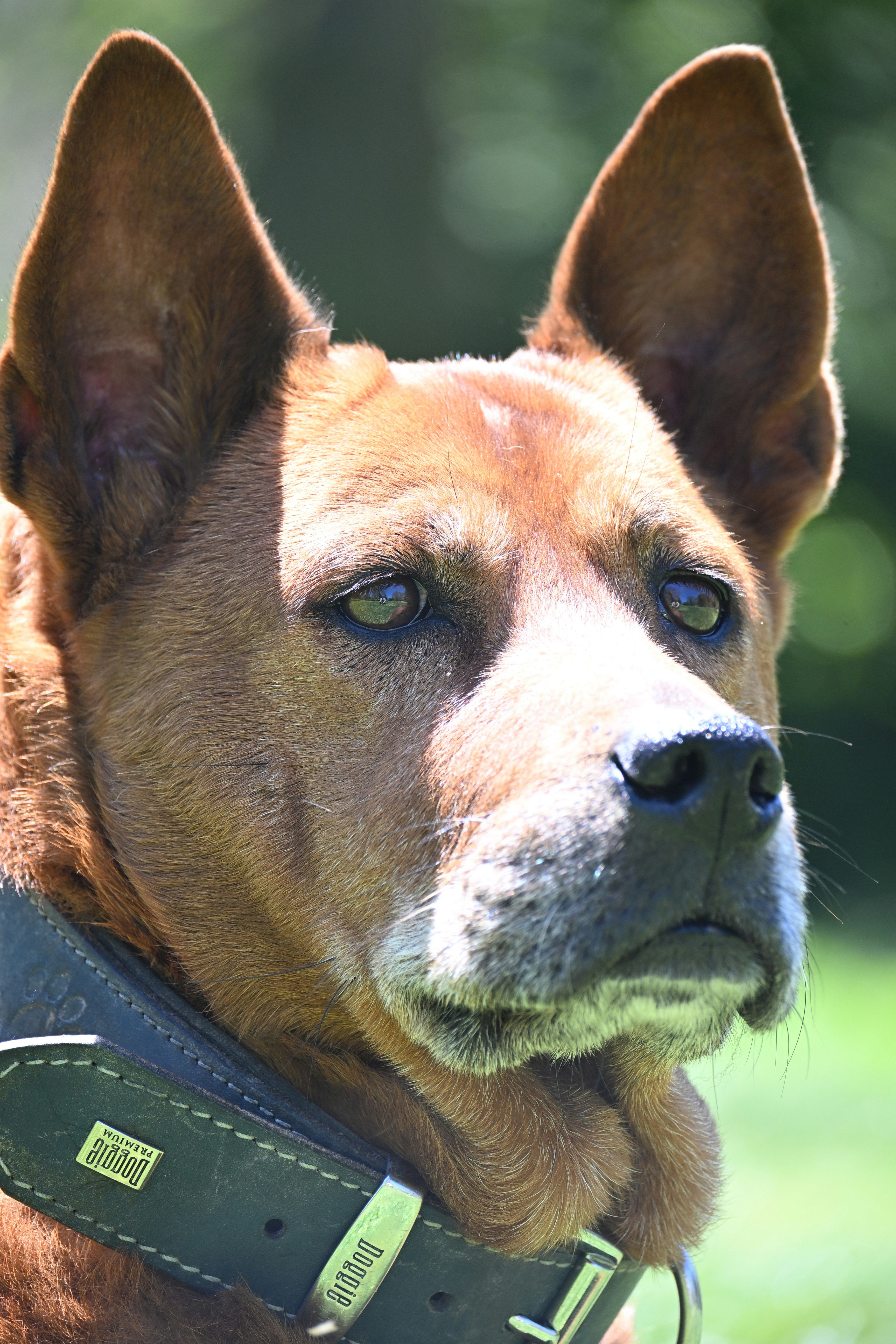 Close-up of a Loyal Gaze: A Ridgeback's Steady Stare under Sunlit Ears