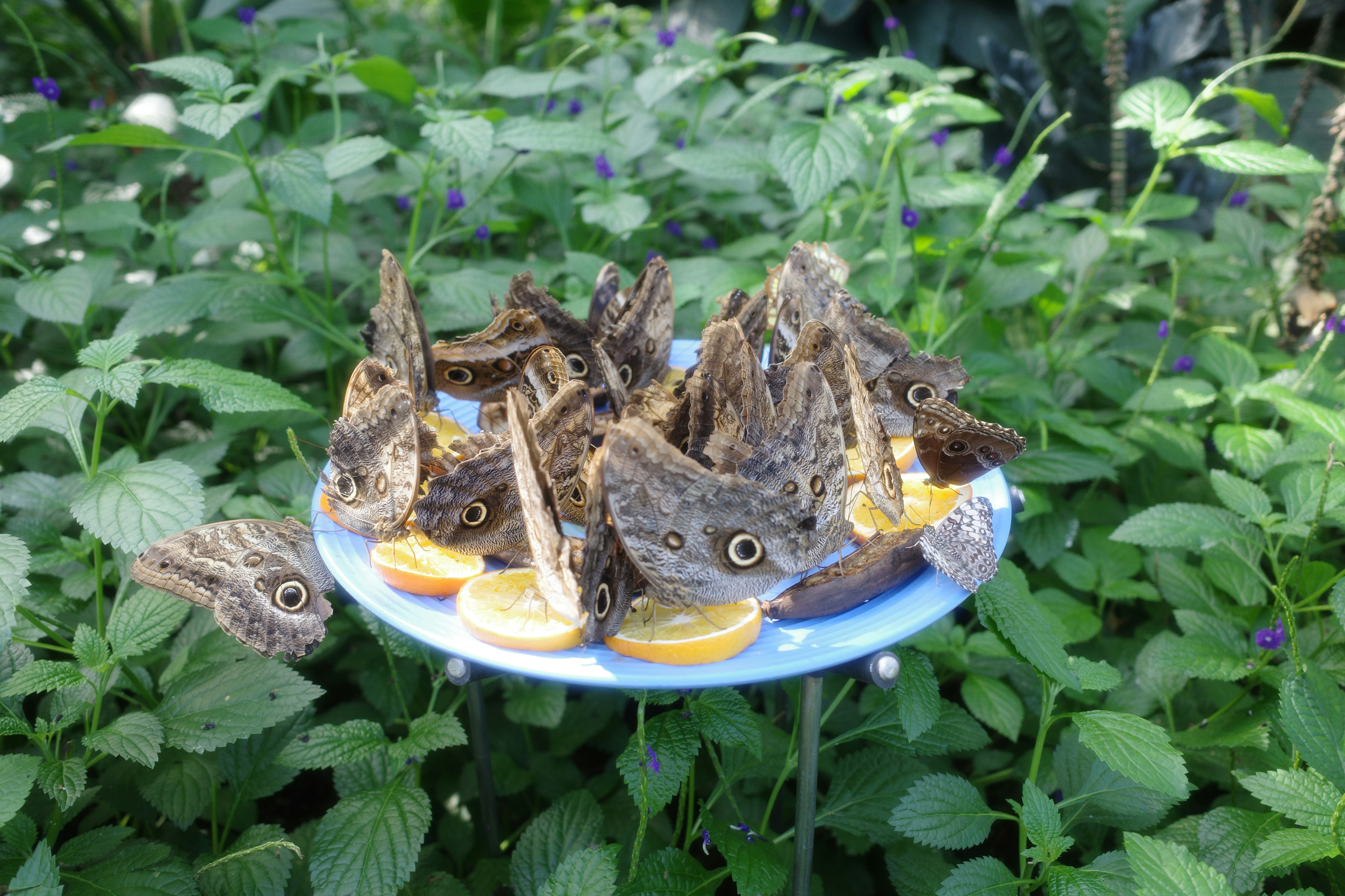 Butterflies as Ornaments: A Plate of Moths Amid Garden Green
