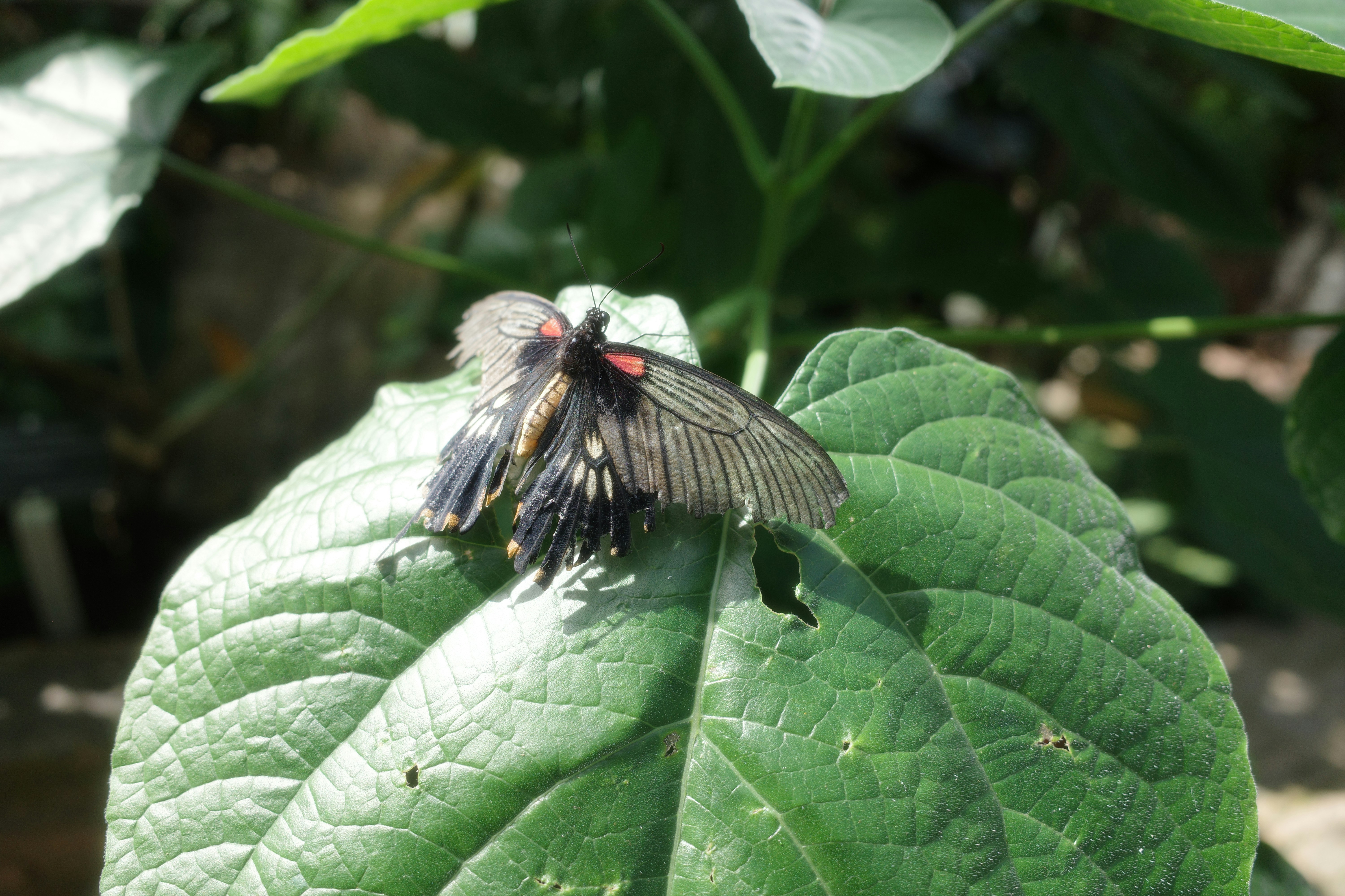 Dark-winged Skipper Resting on Veined Emerald Leaf