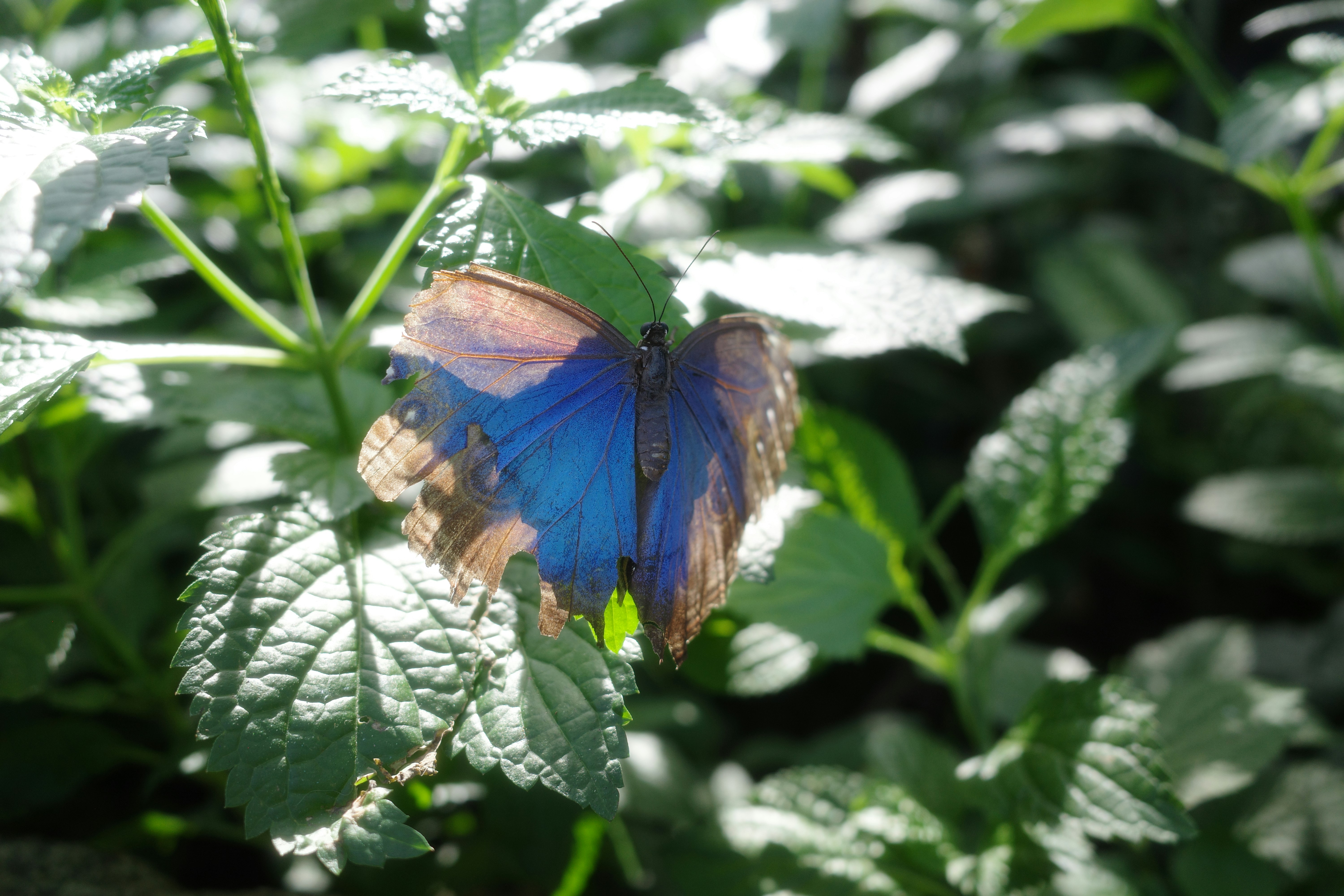 Azure Wanderer: a blue butterfly resting amid sunlit leaves