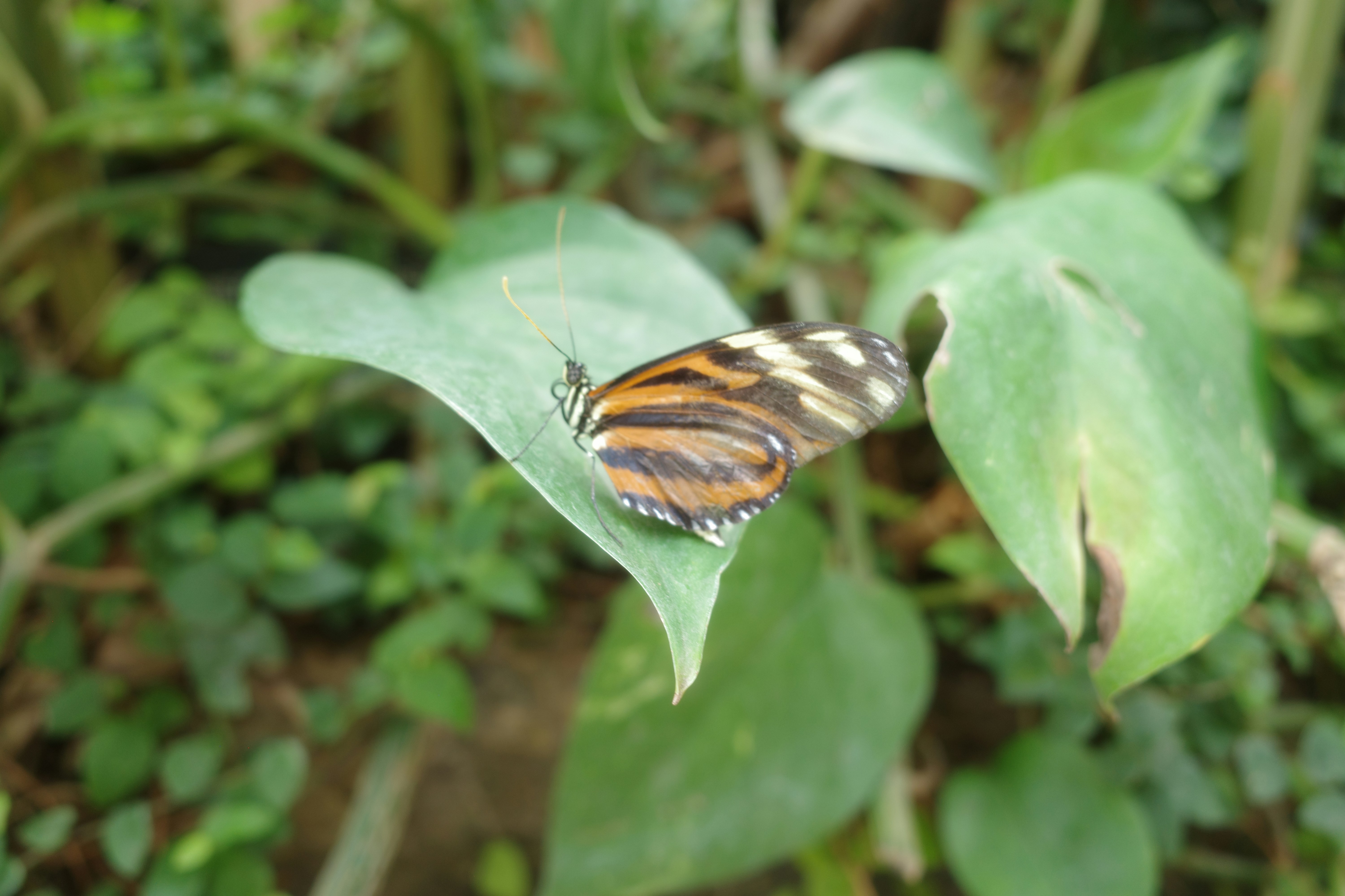 Near-Leaf Perch: Striped Butterfly in Sharp Focus on a Green Verge