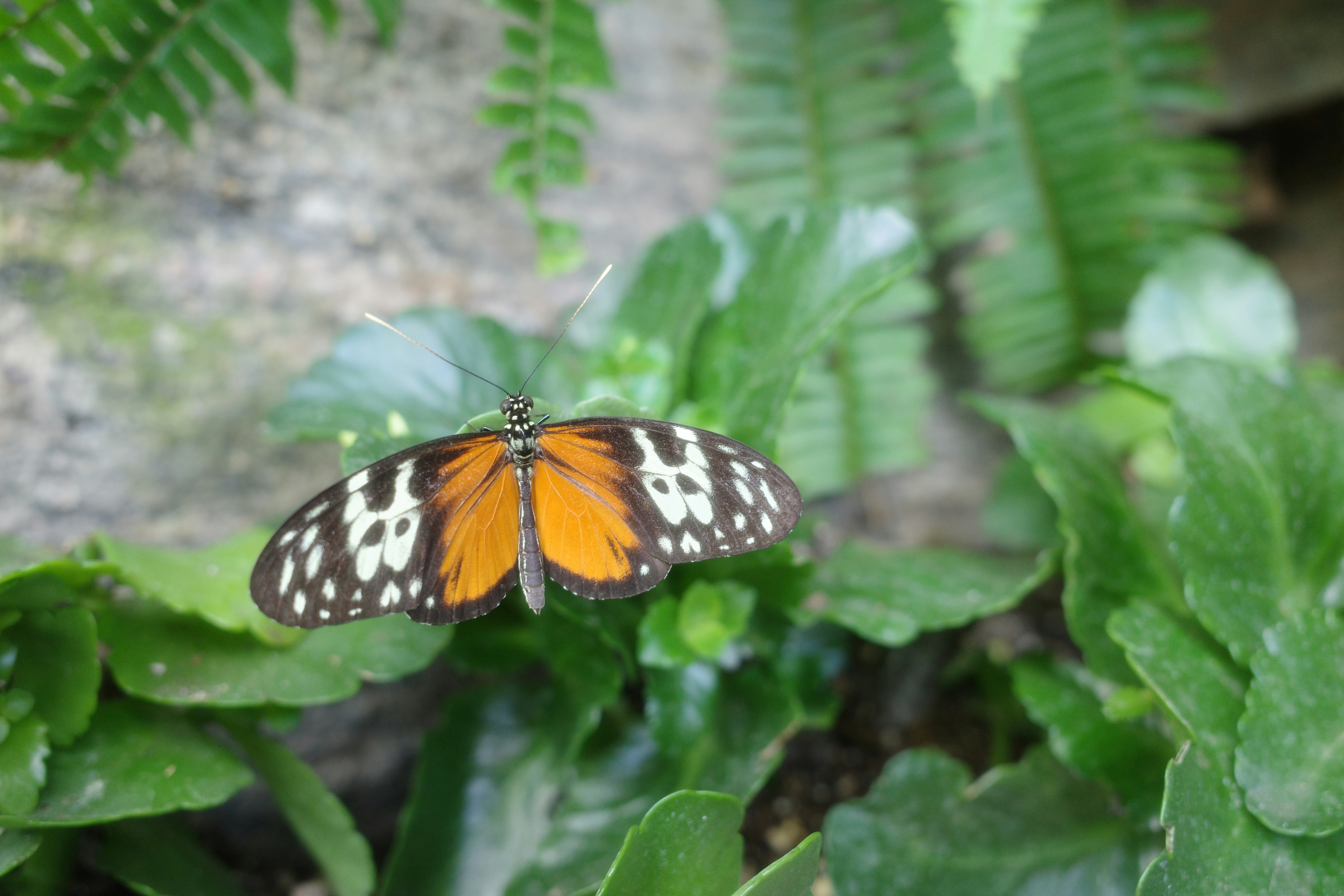 Orange-Black Monarch-like Butterfly Resting on Fern Fronds