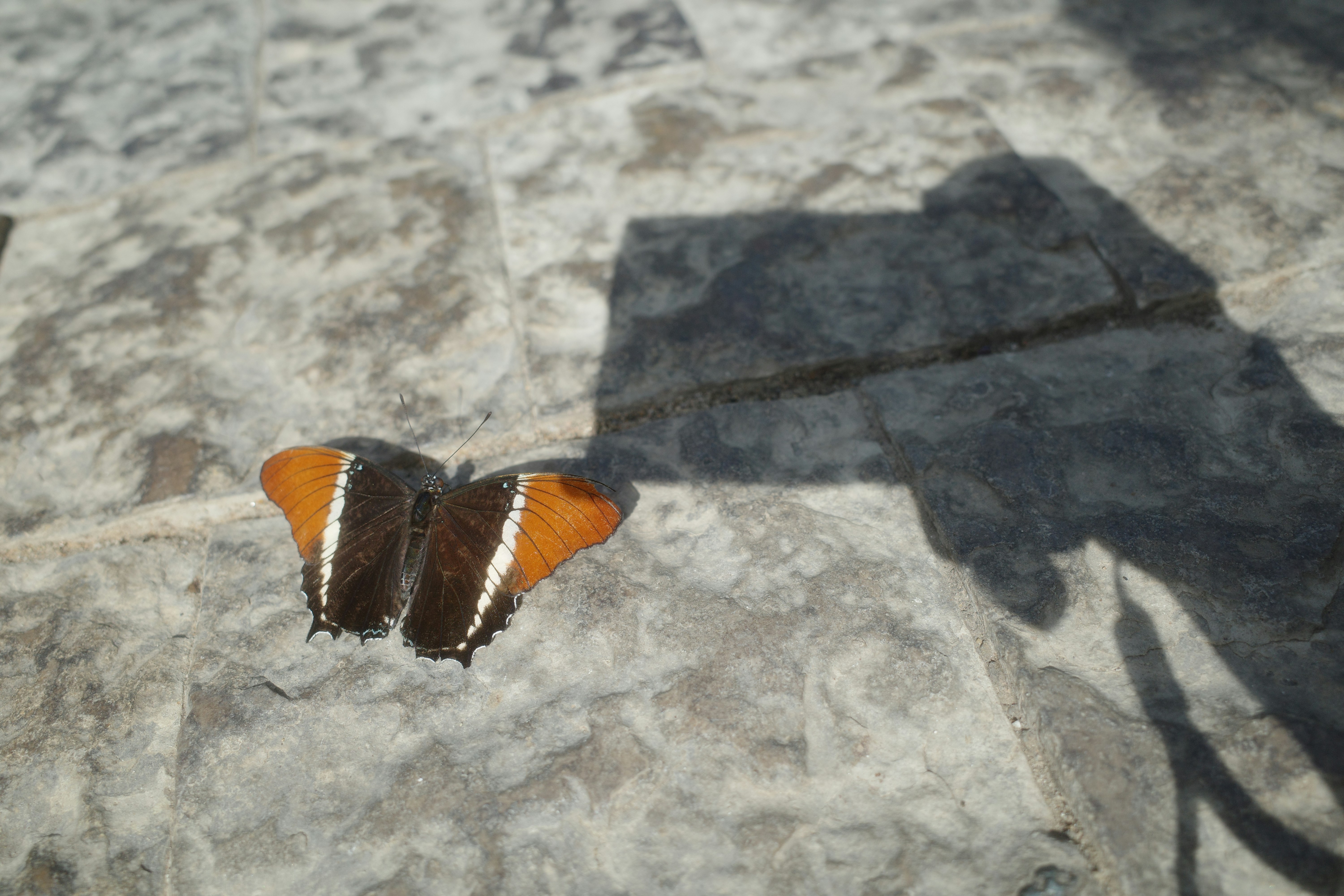 Brightly Veiled Flight: A Monarch on Weathered Stone