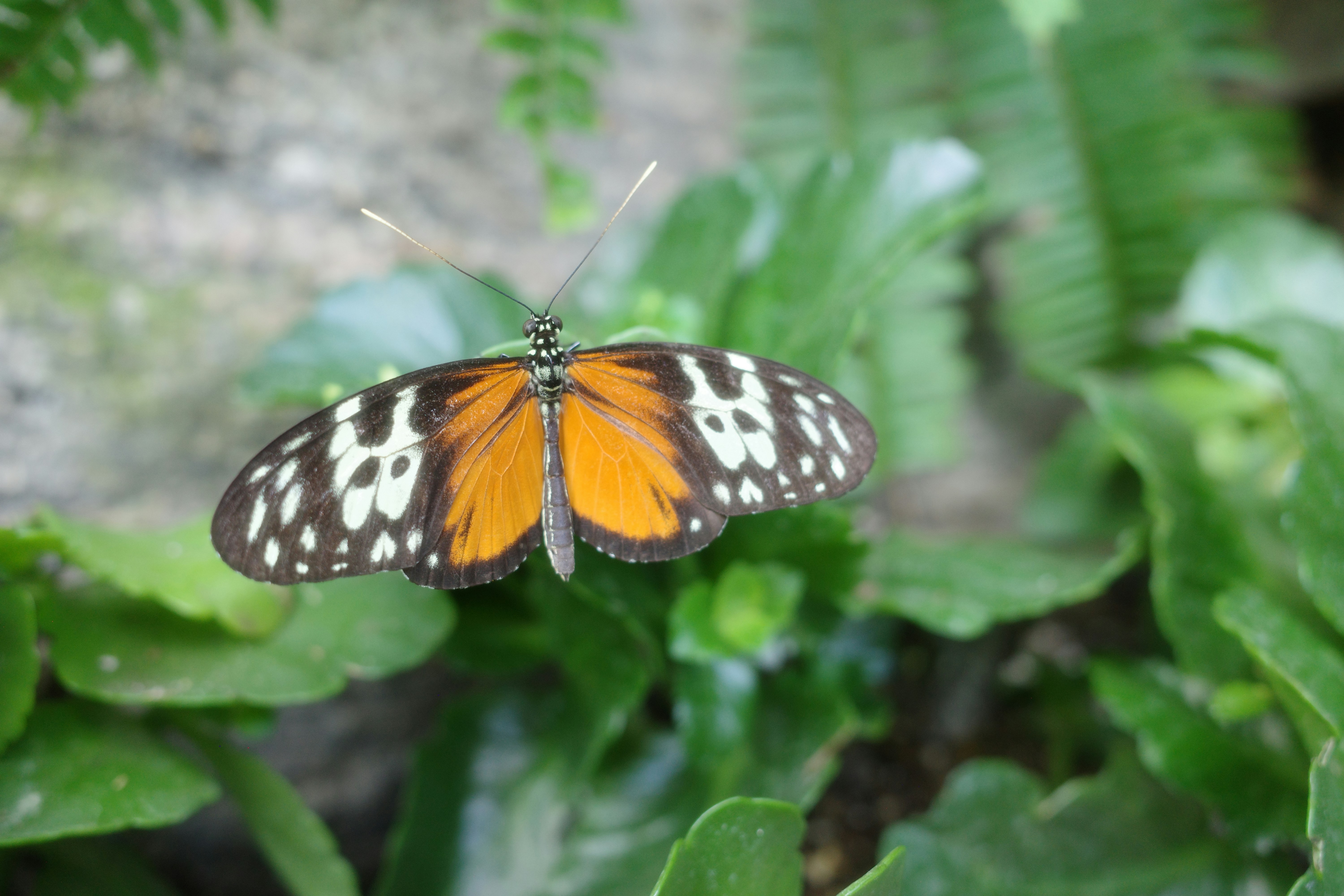Orange-Black Butterfly Adorns Verdant Foliage