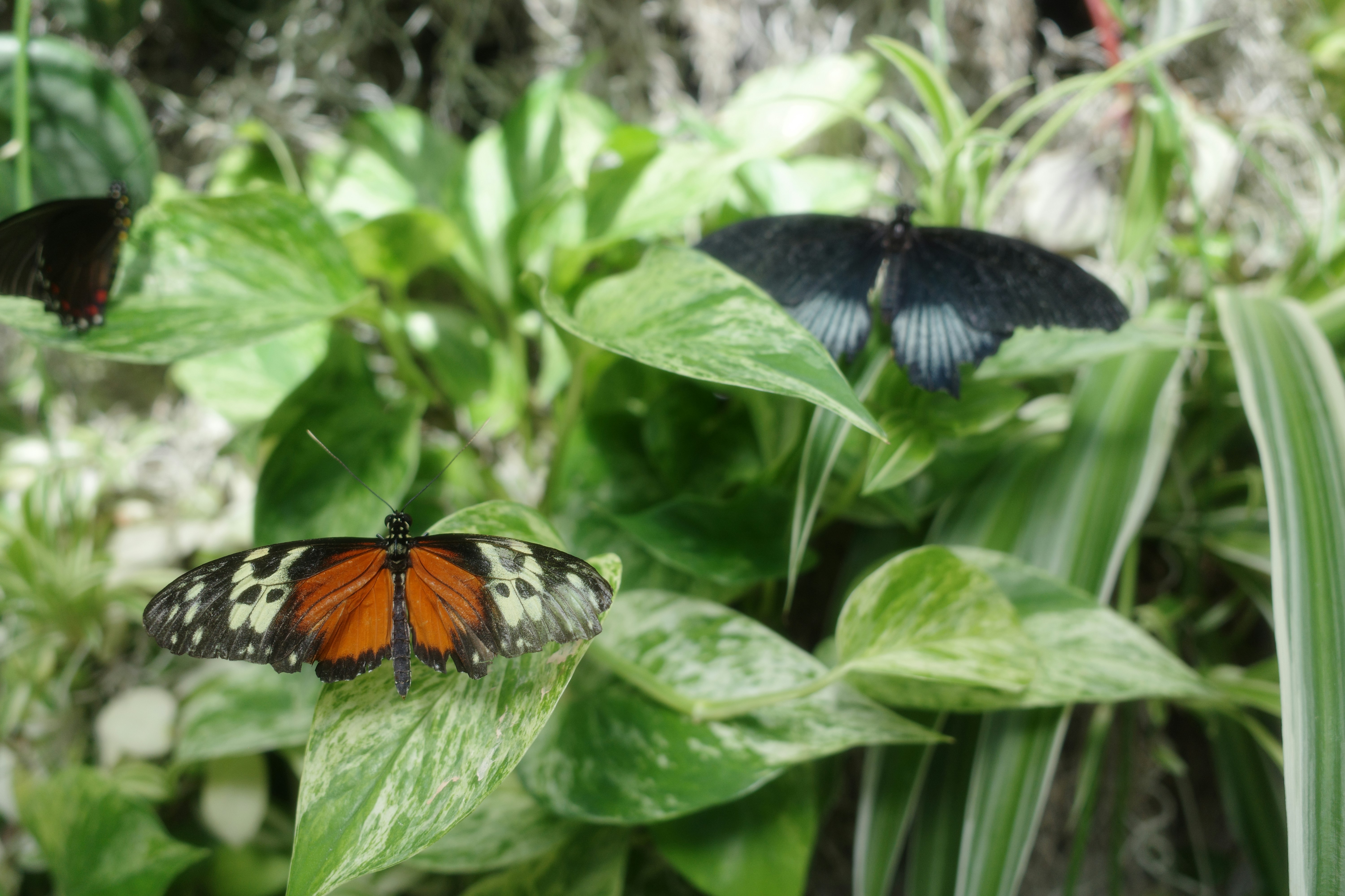 Crimson Butterfly on a Veined Leaf