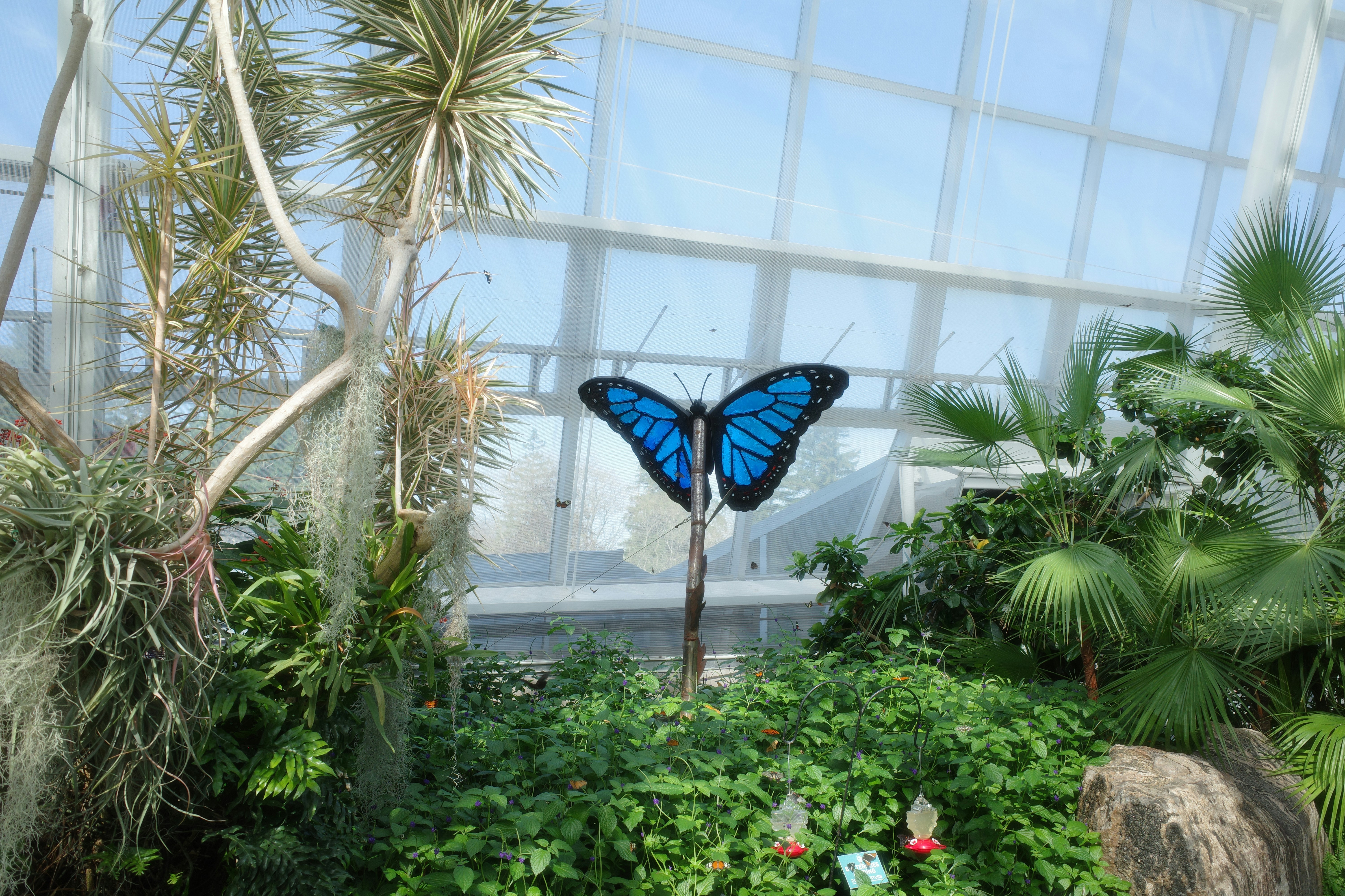 Azure Monarch on a Glasshouse Canvas