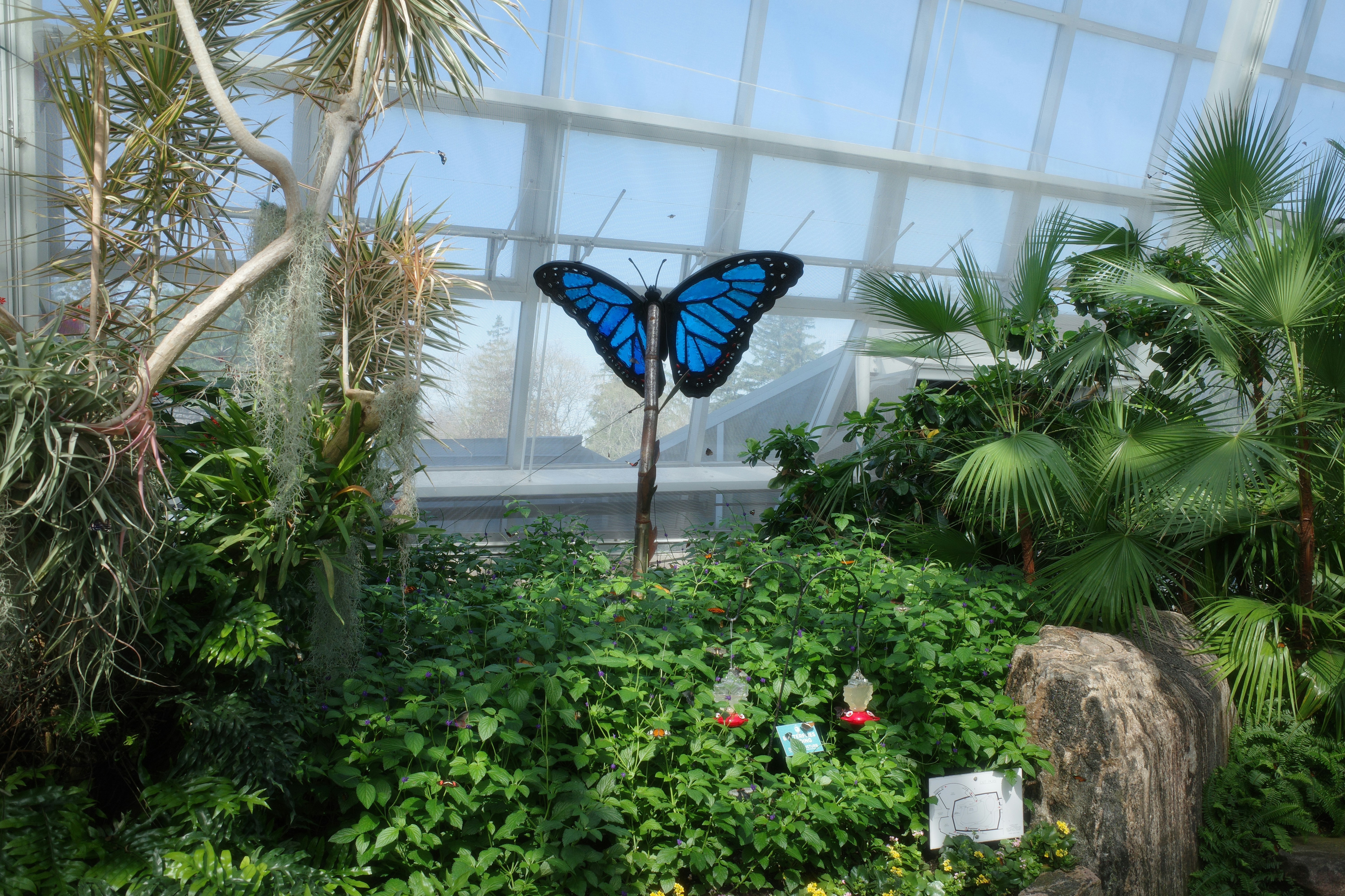 Azure Monarch in a Glasshouse Oasis
