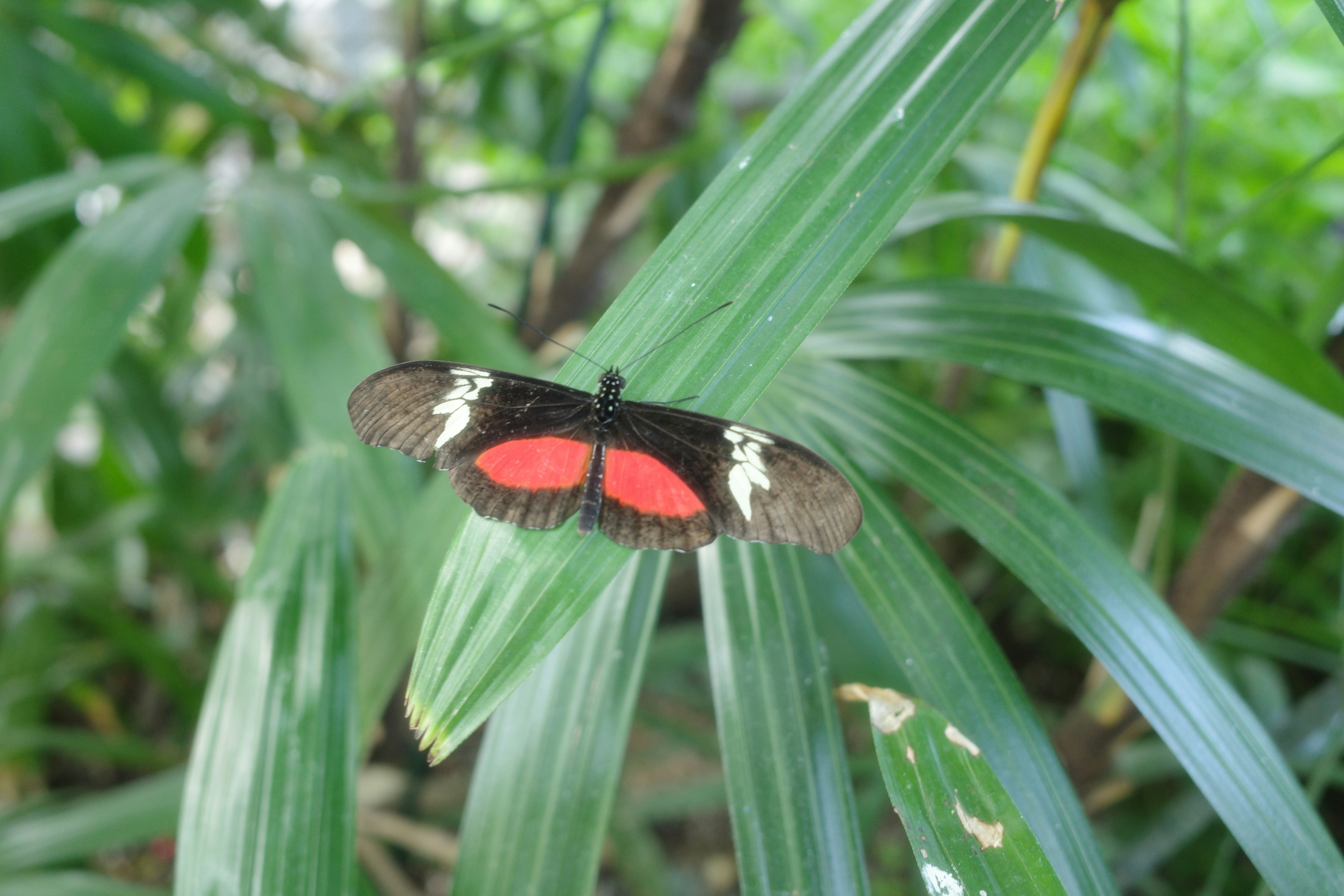 Crimson-Wold Wing on Fern: A Moment of Hidden Color