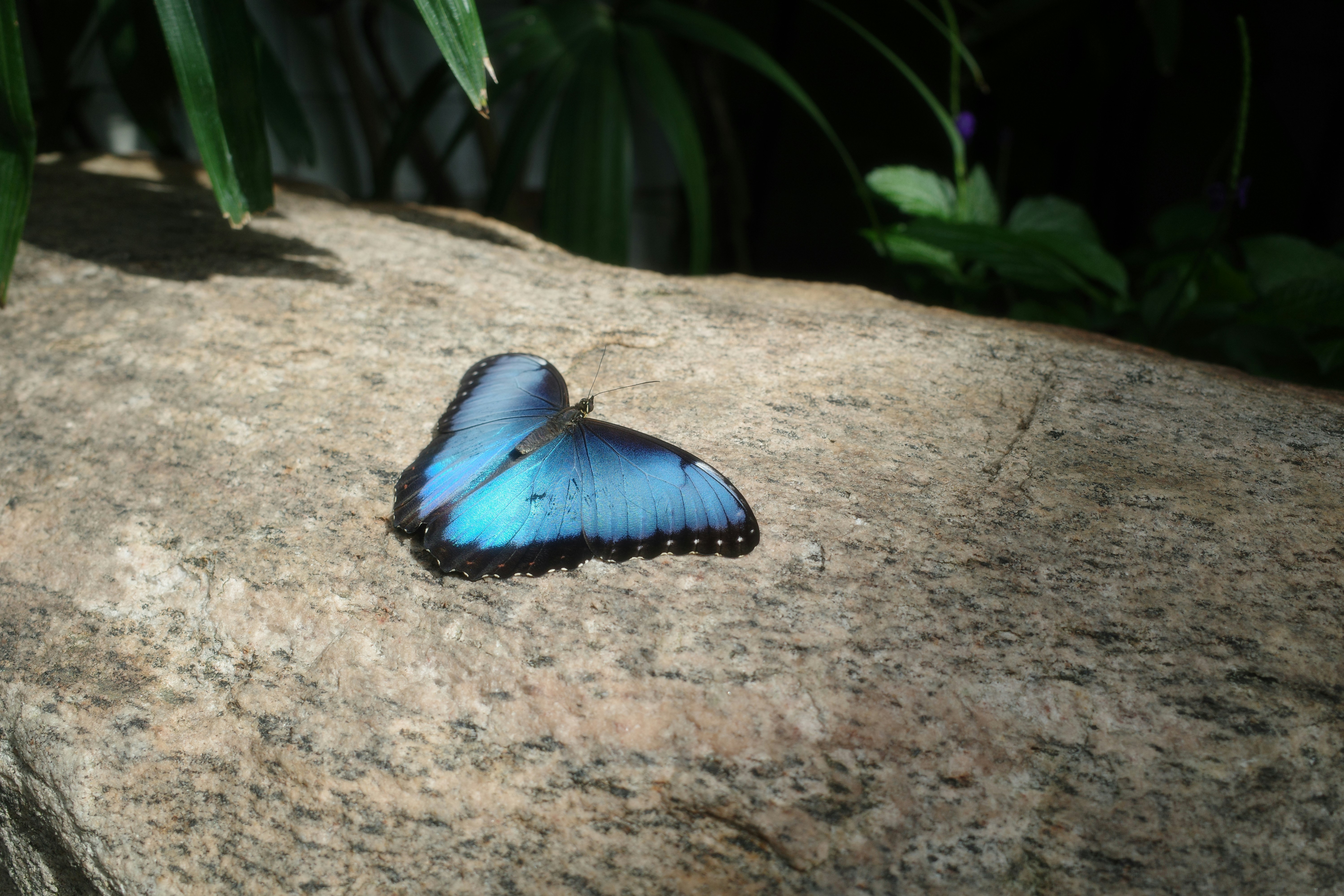 Azure Blue on the Granite: a Butterfly’s Quiet Pause