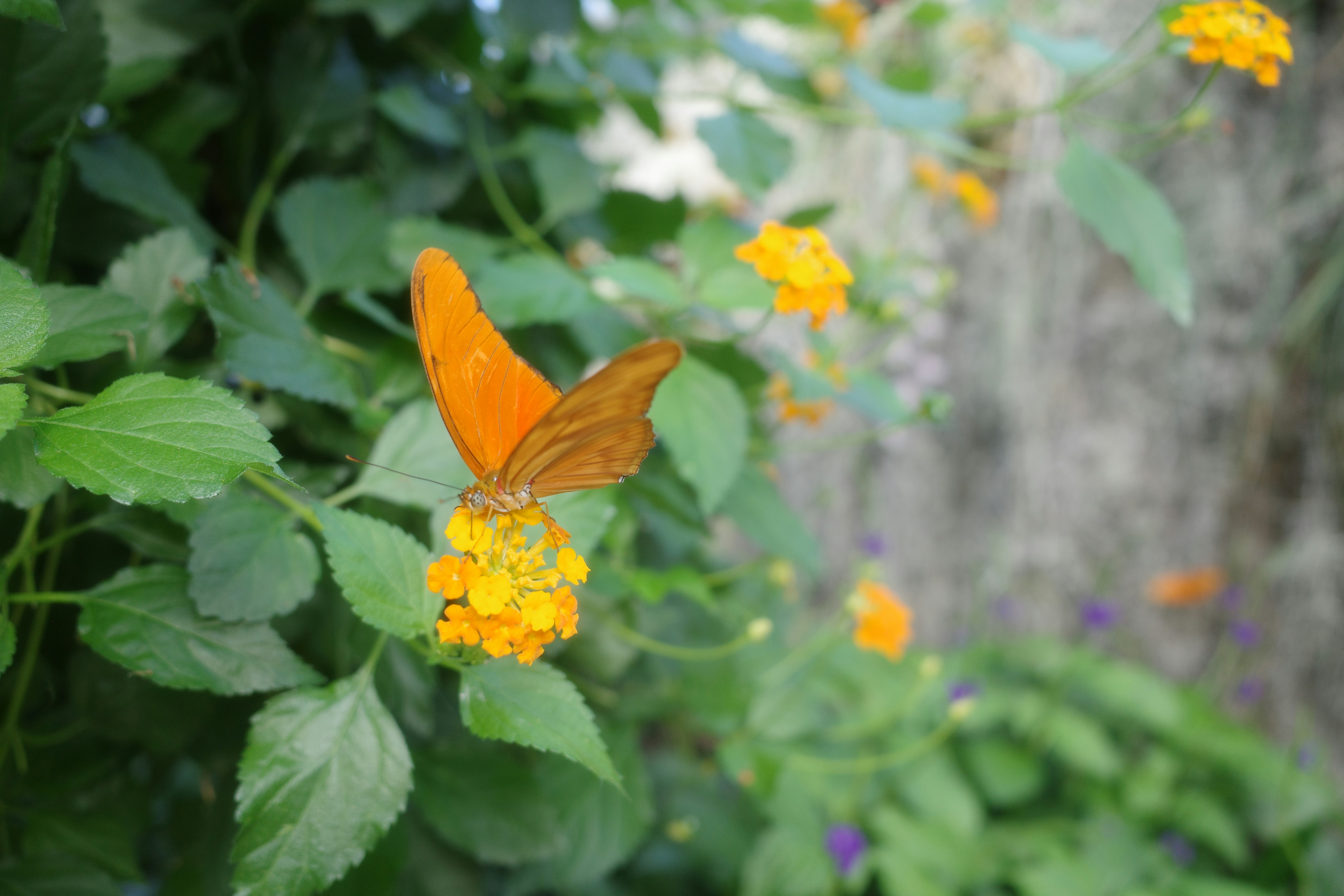 Orange butterfly on a bright cluster of yellow flowers