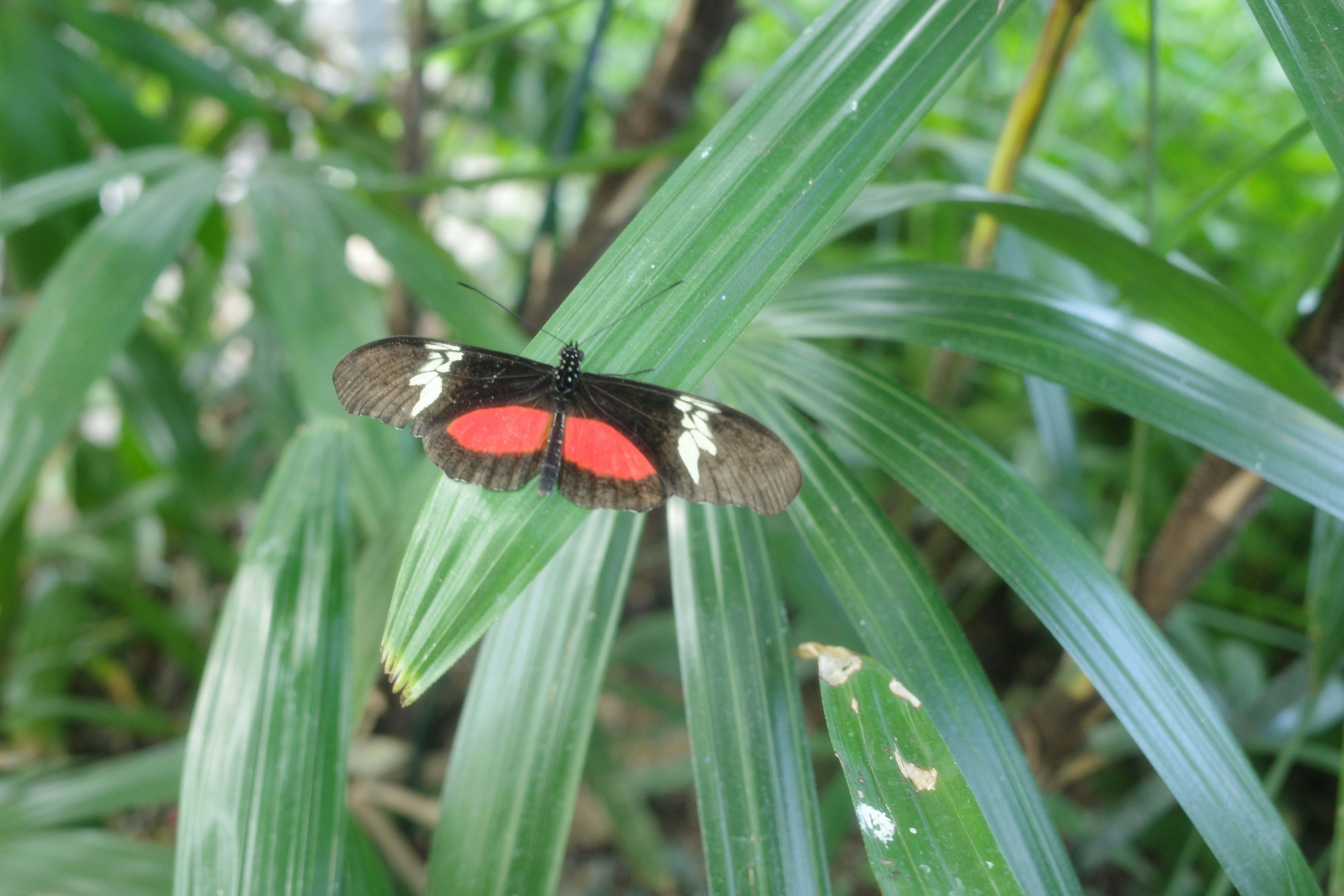 Crimson Wing Resting Among Emerald Blades