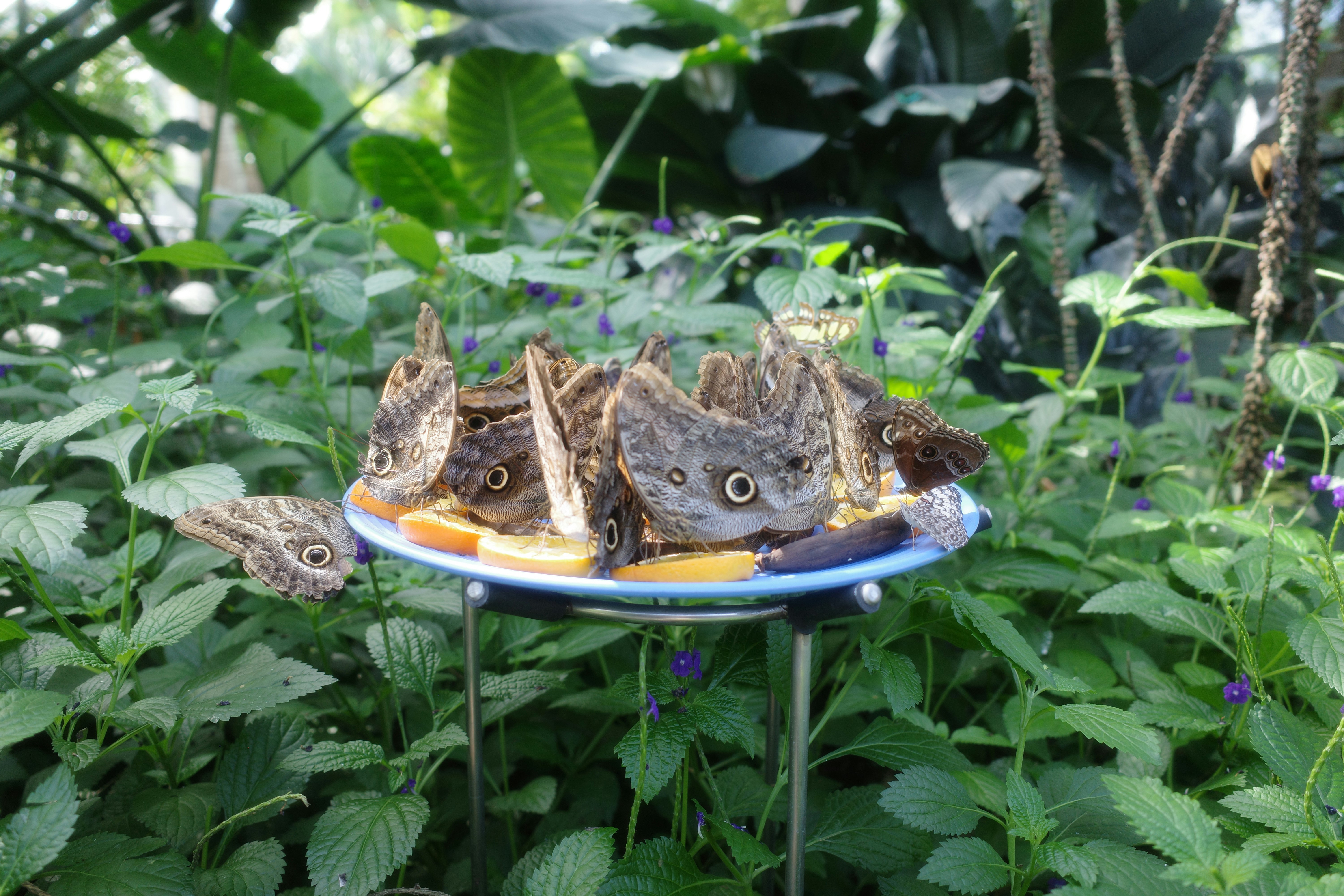 Butterfly Feast: A Cluster of Moths on a Glass Tray Amid Greenery