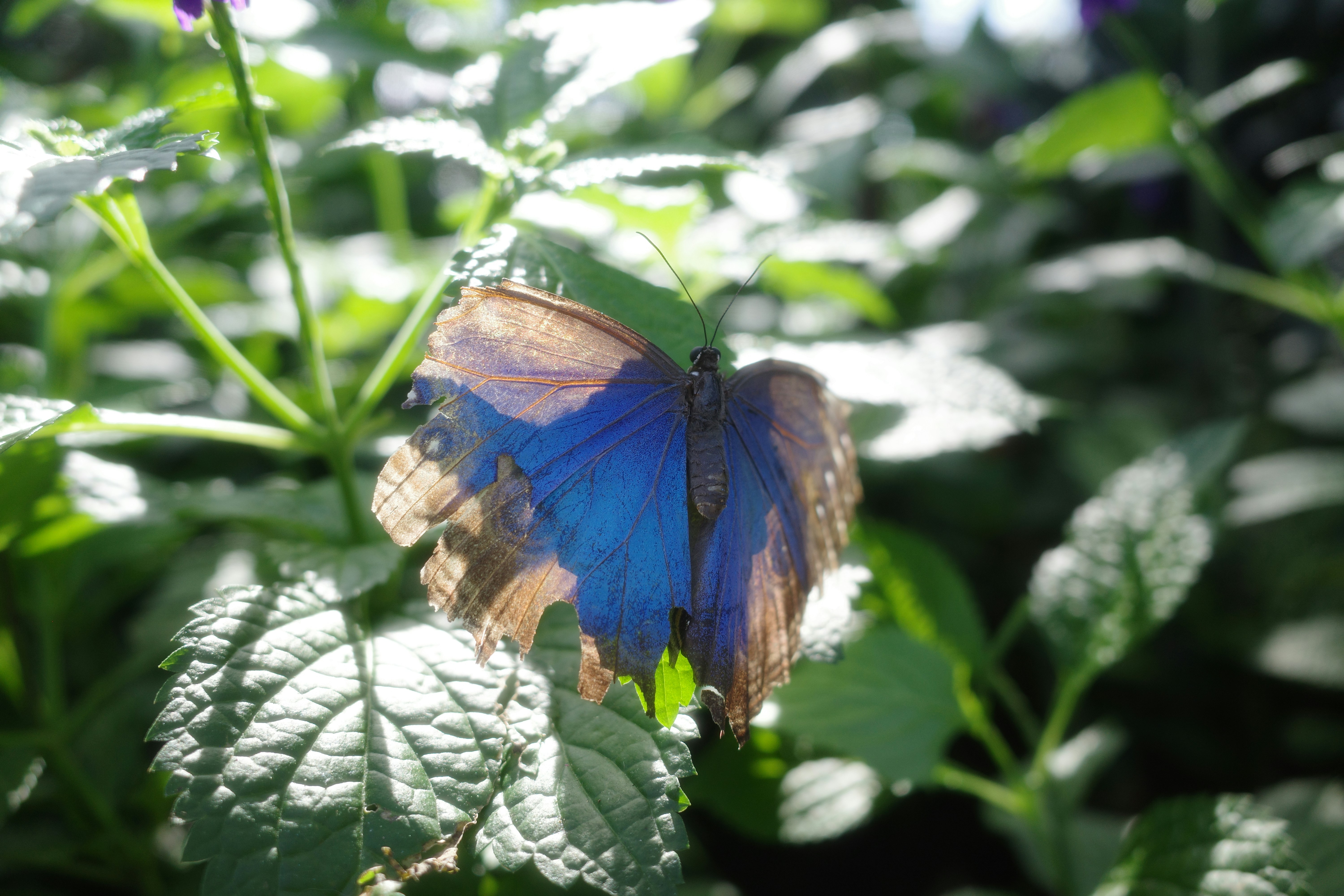 Azure Wanderer on Daylight Leaves